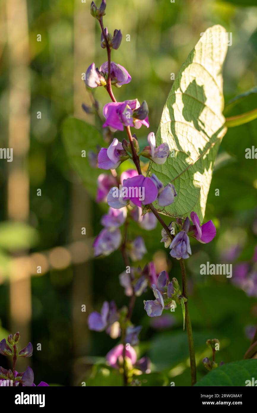 Lablab bean flower dolichos lablab hi-res stock photography and images ...