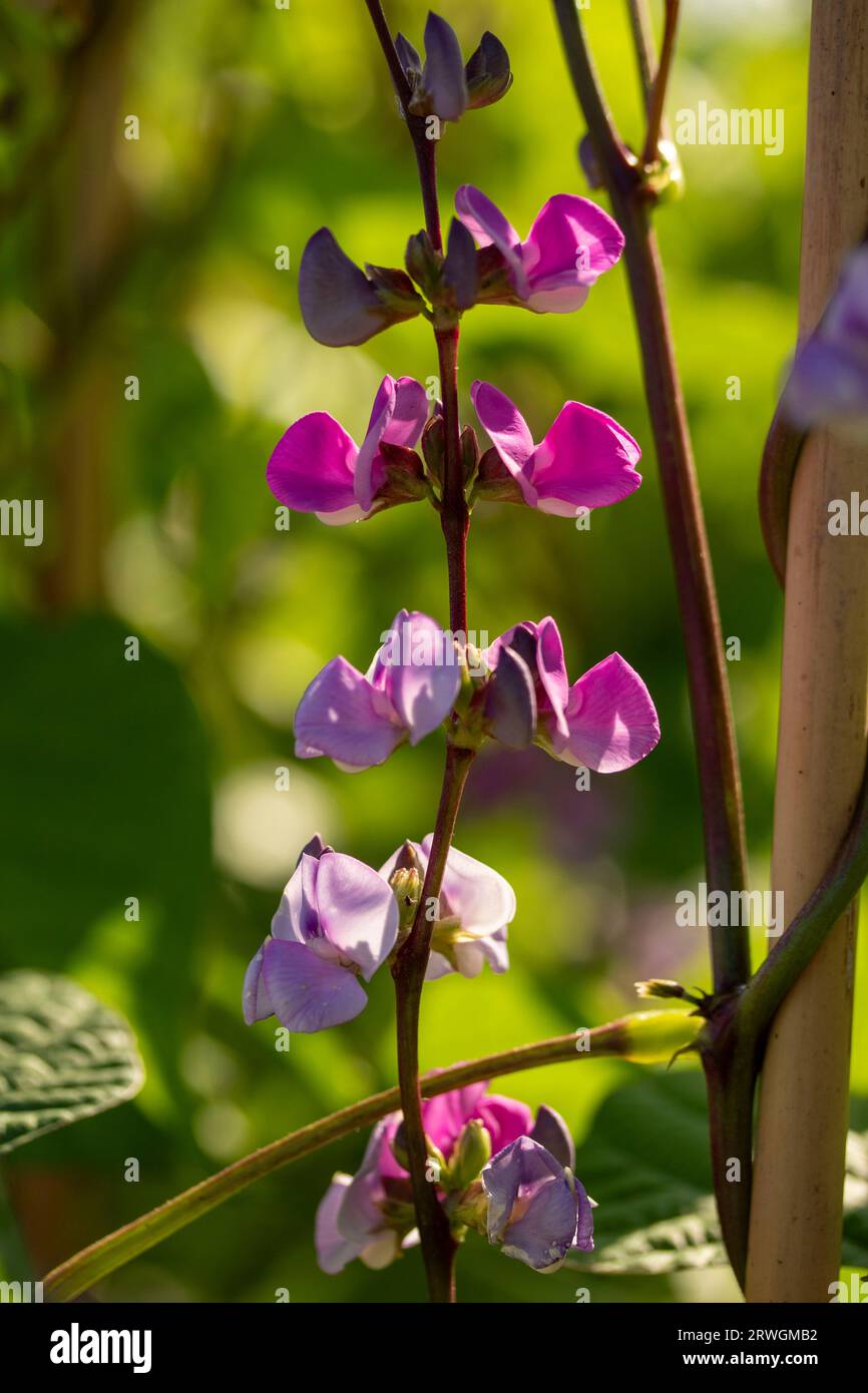 Lablab bean flower dolichos lablab hi-res stock photography and images ...
