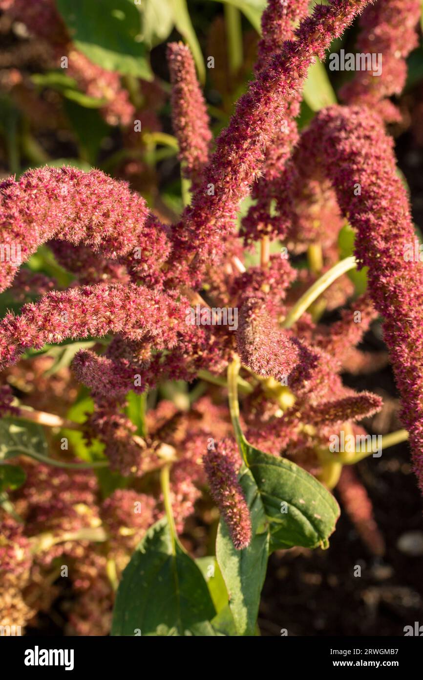 Natural close up food plant portrait of Callaloo, kallaloo, commonly ...