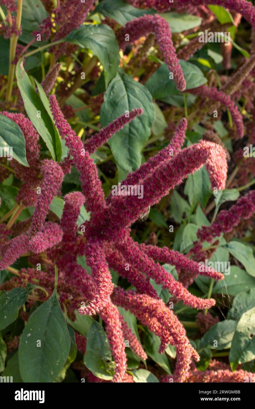 Natural close up food plant portrait of Callaloo, kallaloo, commonly ...