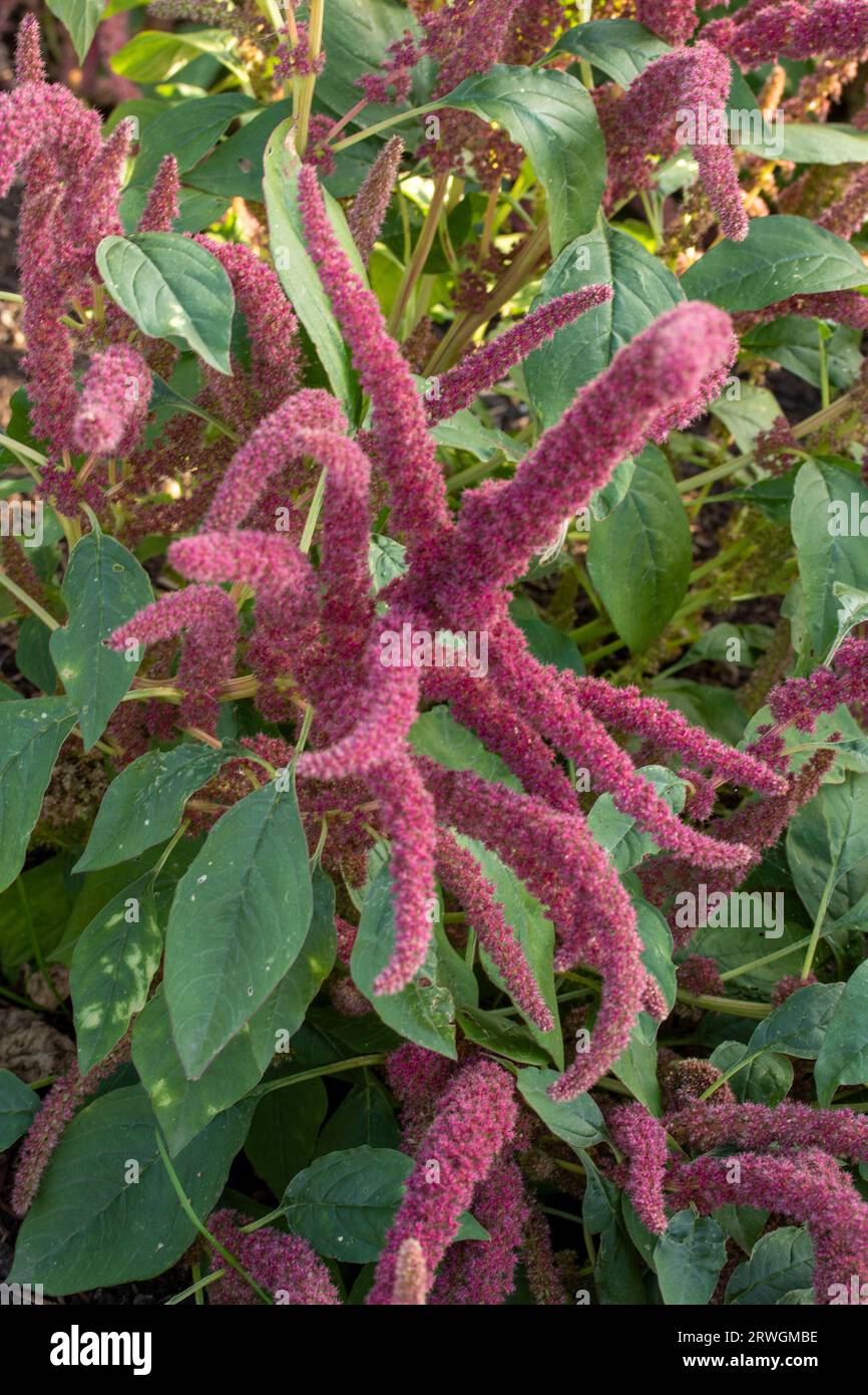 Natural close up food plant portrait of Callaloo, kallaloo, commonly ...