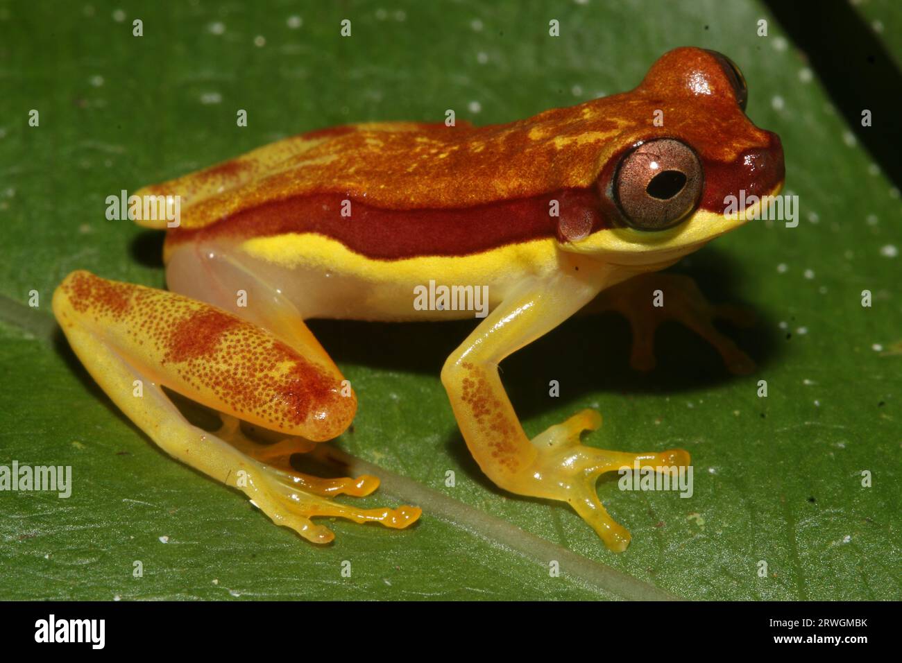 Triangle treefrog, Dendrosophus triangulum Stock Photo - Alamy