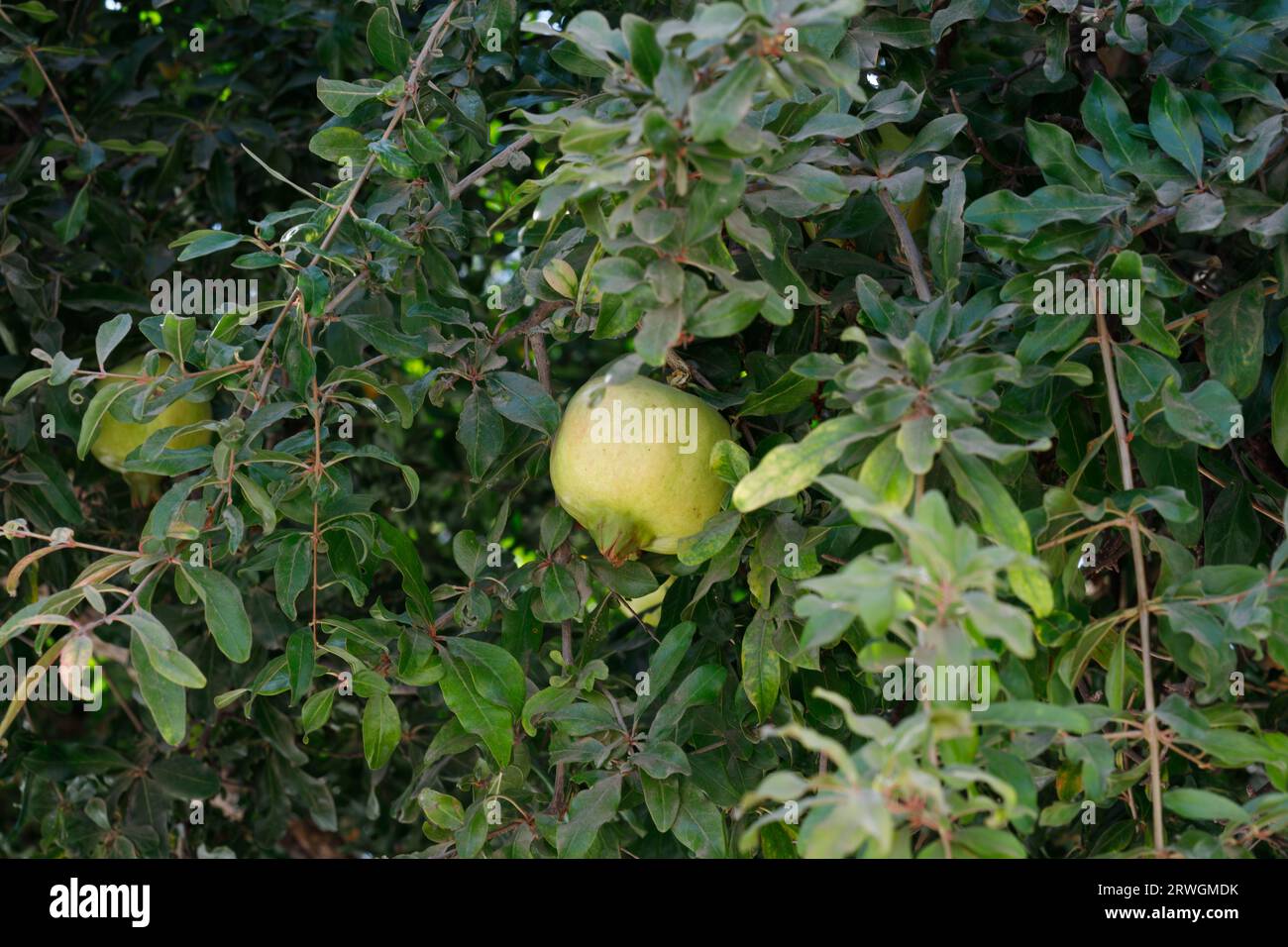 Punica is a small genus of fruit-bearing deciduous shrubs or small ...