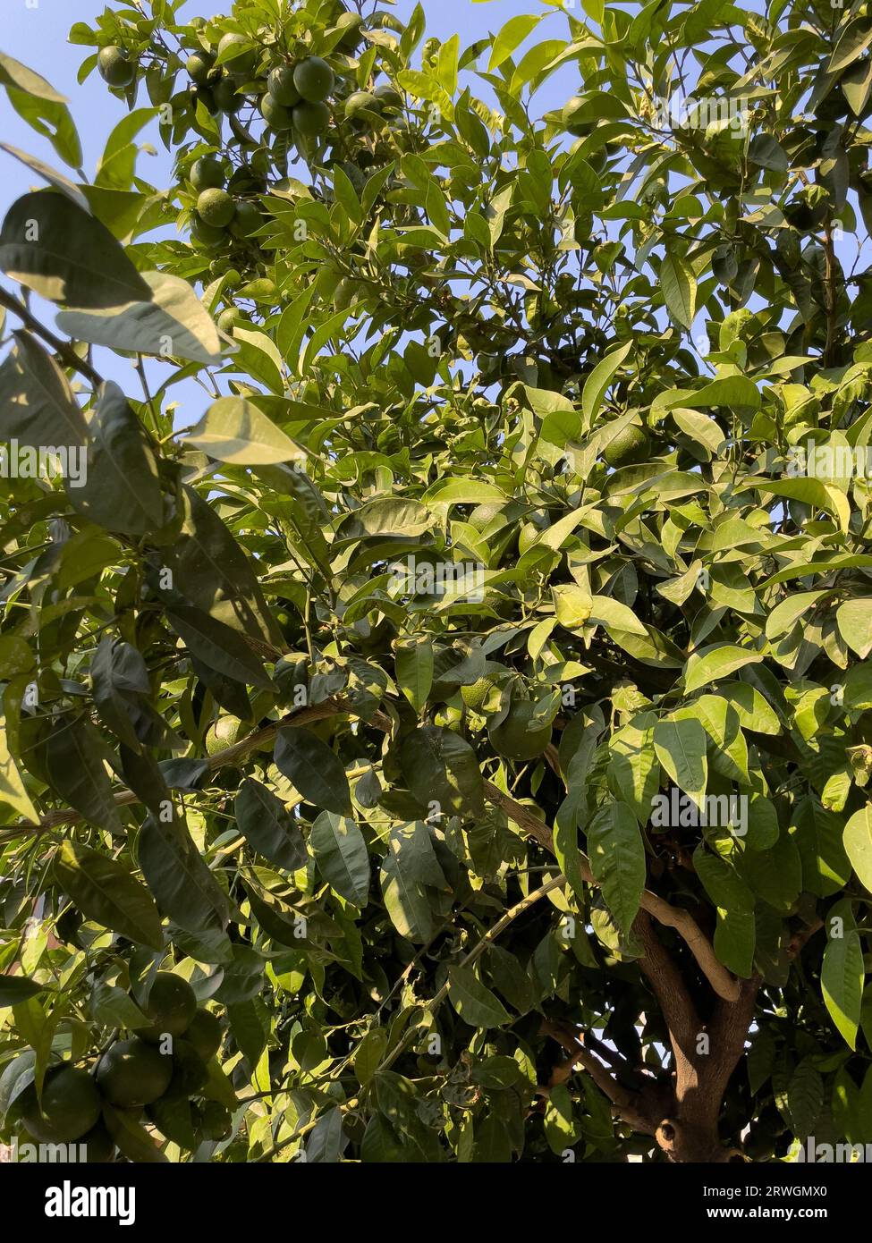 Limetree hi-res stock photography and images - Alamy