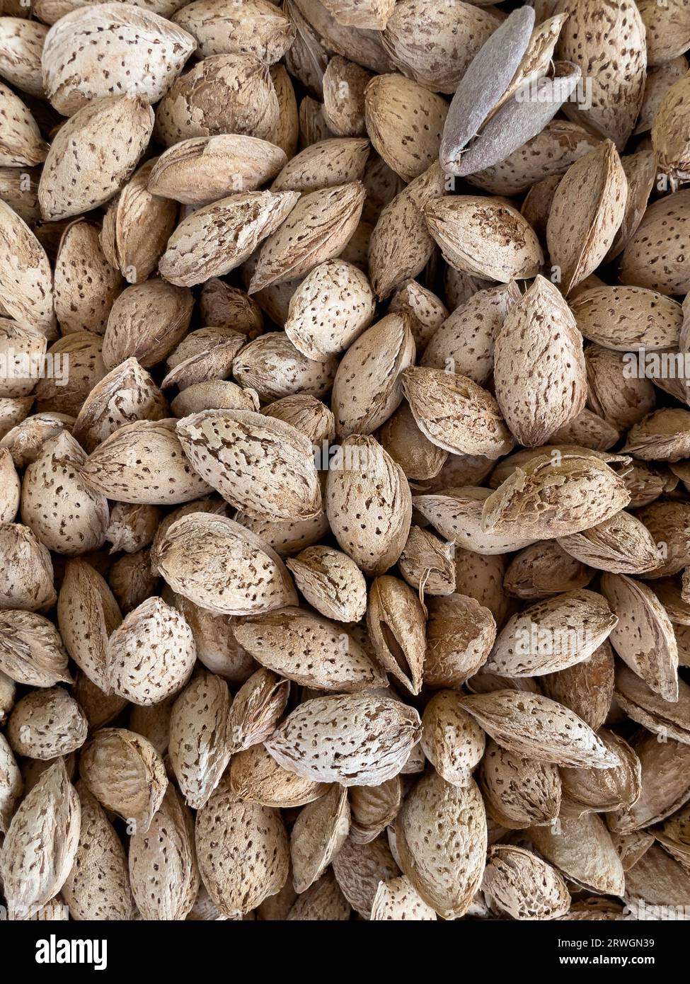 The almond (Prunus amygdalus, syn. Prunus dulcis) is a species of small ...