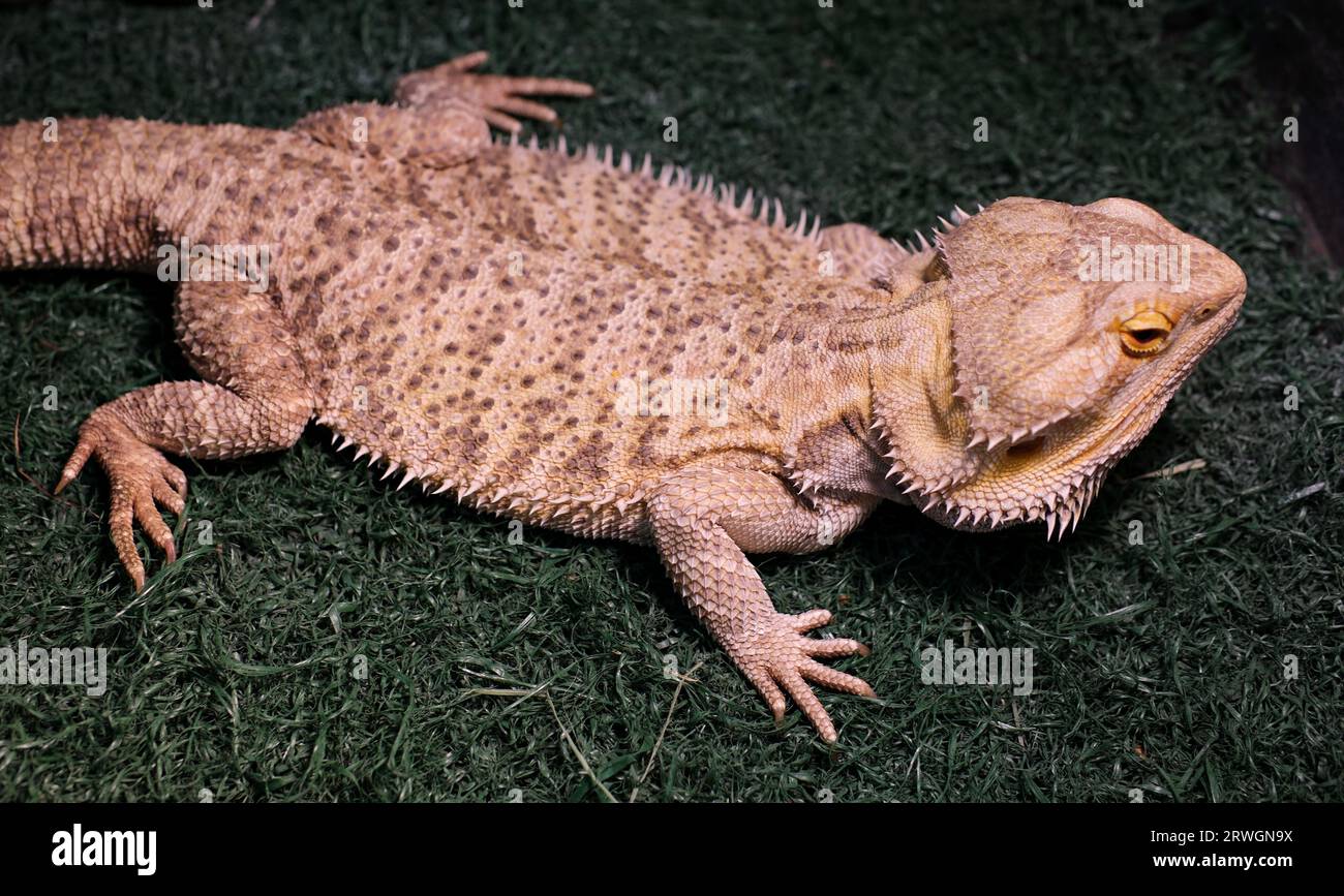 Angry dragon hi-res stock photography and images - Alamy