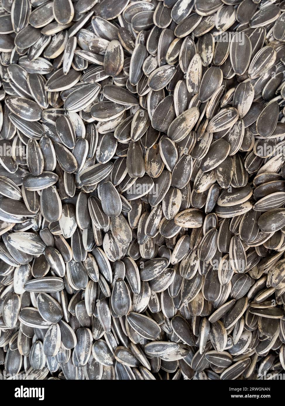 Sunflower seeds. The common sunflower (Helianthus annuus) is a species ...