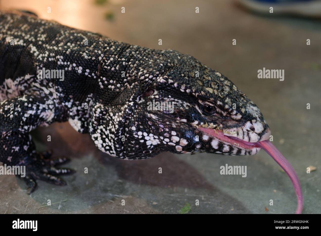 Red tegu hi-res stock photography and images - Alamy