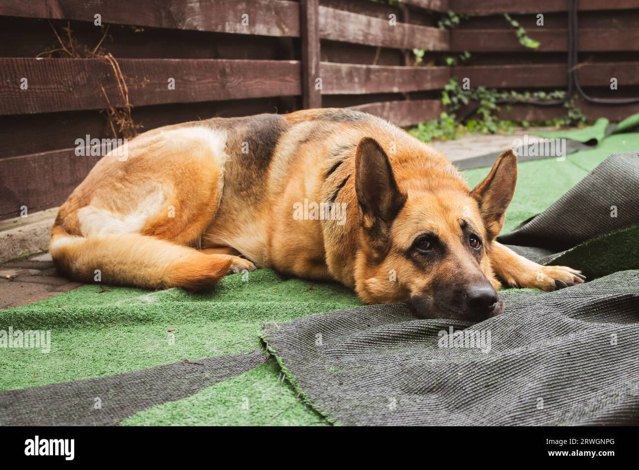 Lying german shepherd dog. Tired guard dog. Human best friend. Adult ...