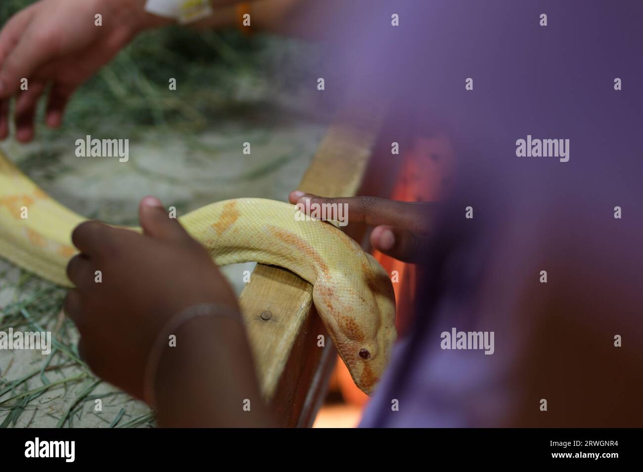 Close up of Golden Thai Python, focus at eyes. High quality photo Stock ...