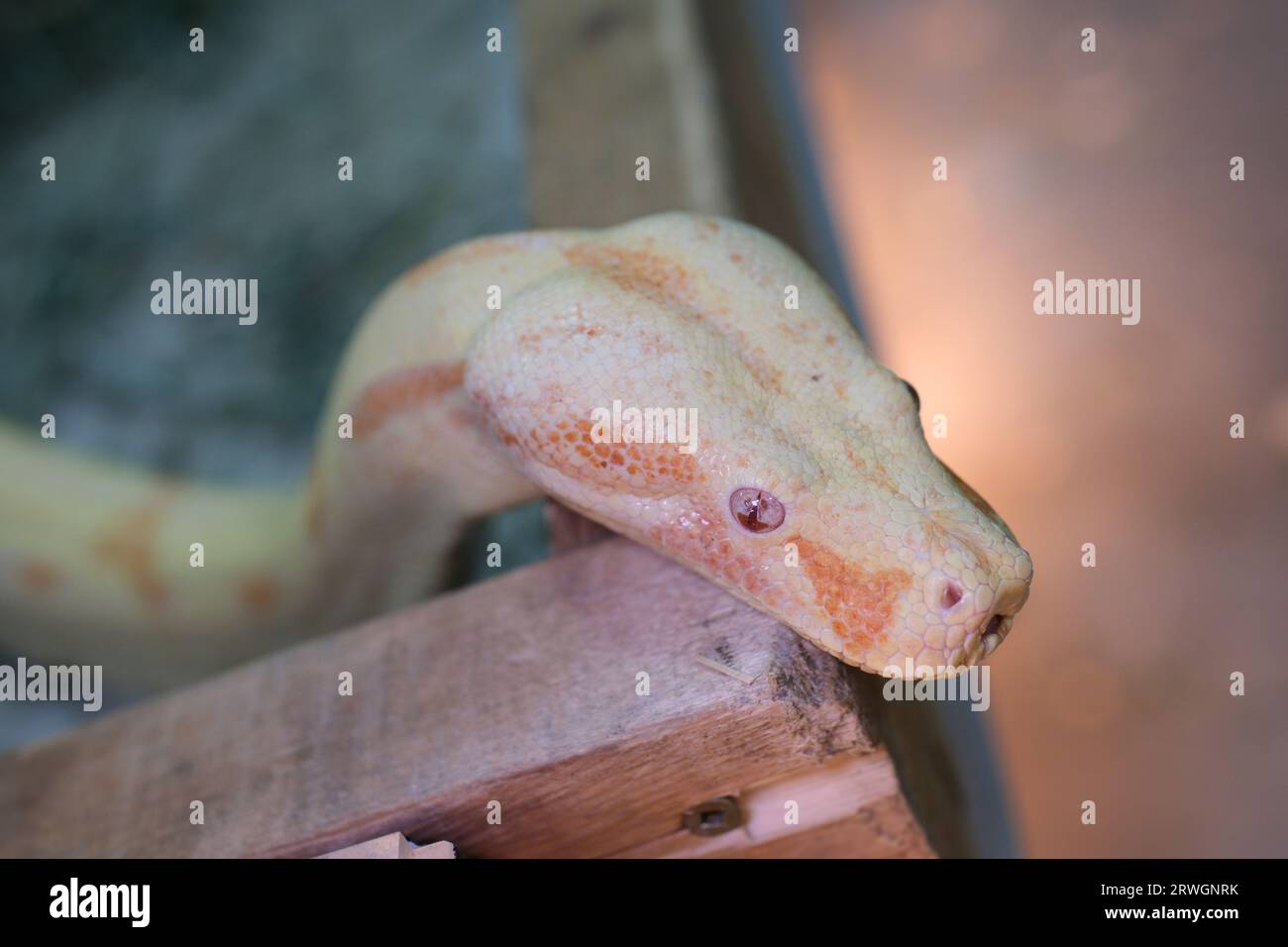 Burmese python close up tongue hi-res stock photography and images - Alamy