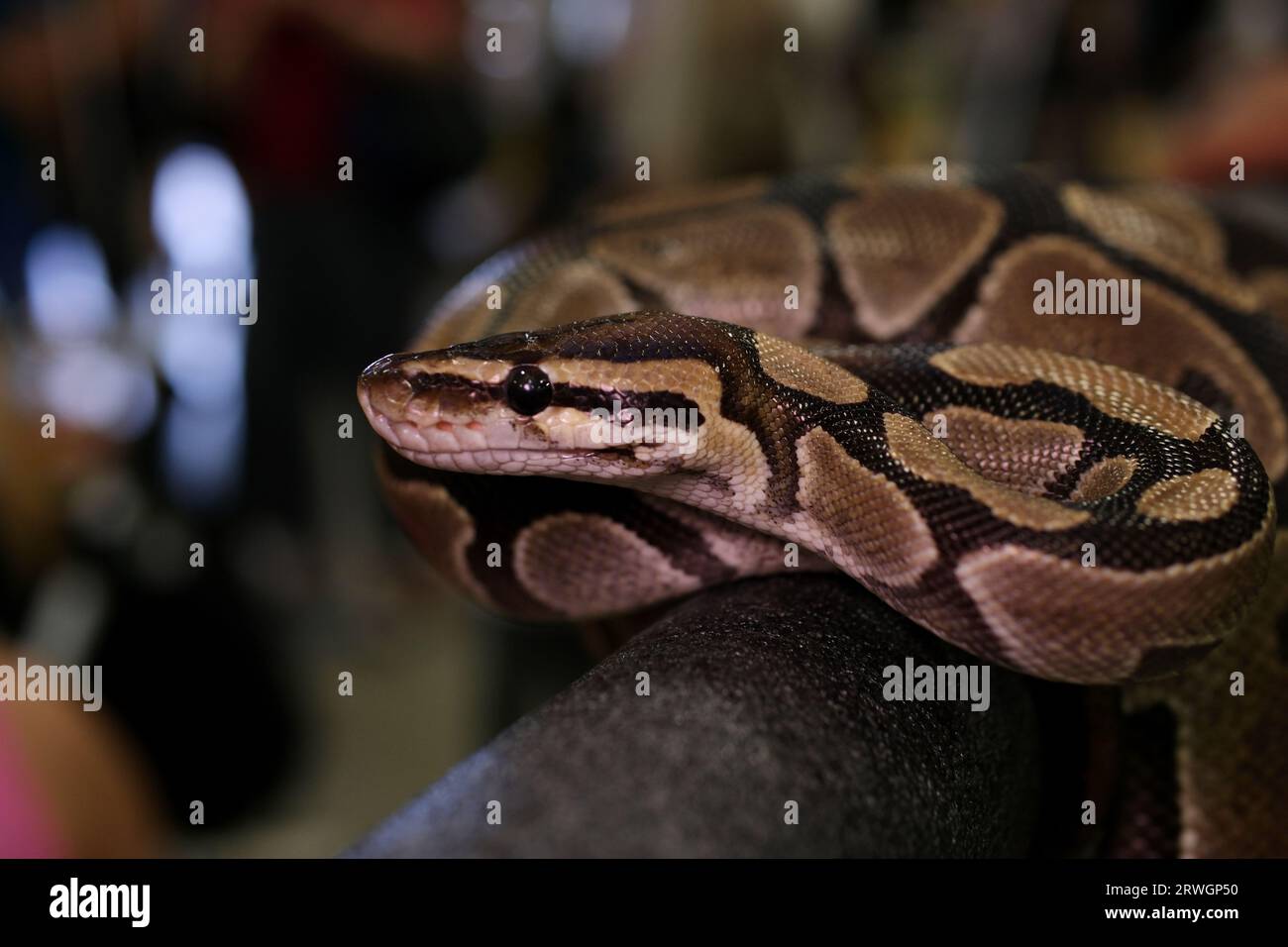Jungle carpet snake hi-res stock photography and images - Alamy