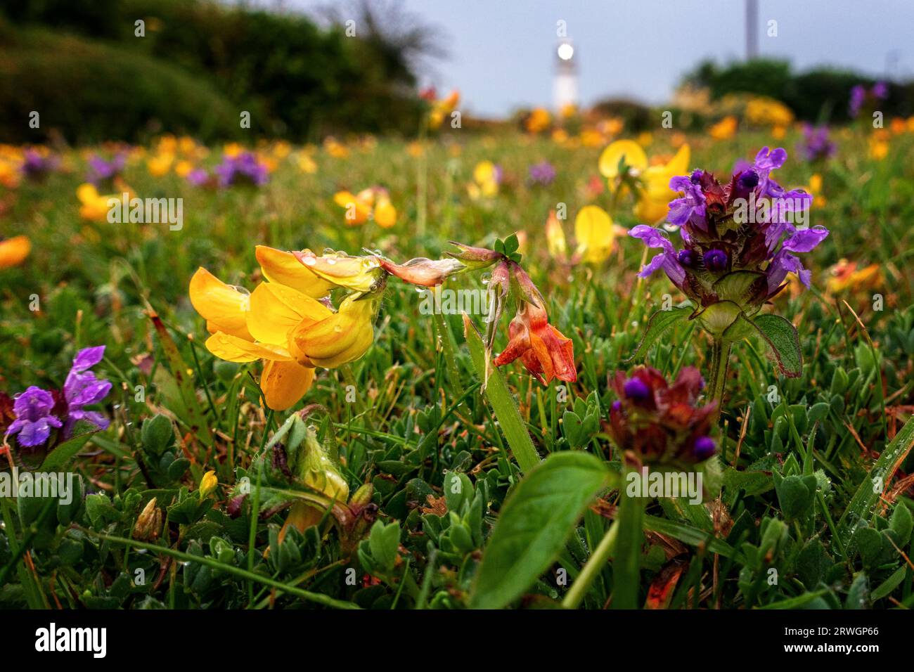 Stunning front garden left to nature with pretty wildflowers growing in ...