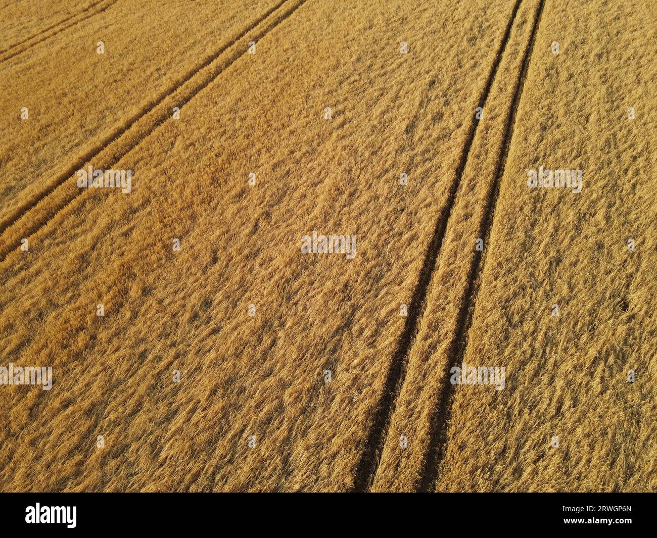Aerial view of a ripe yellow crop field in the countryside in summer ...
