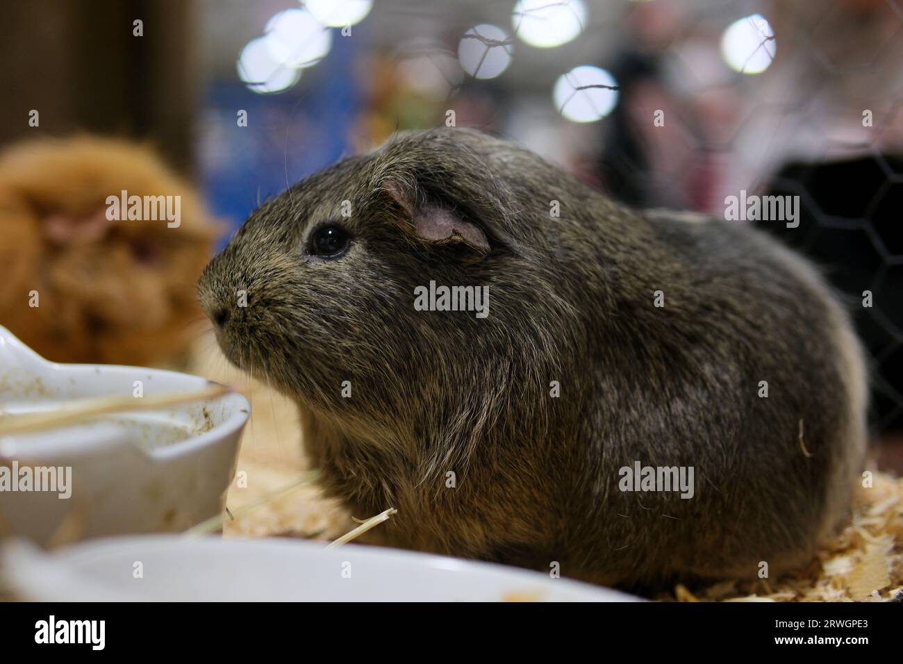 Caviinae genus hi-res stock photography and images - Alamy