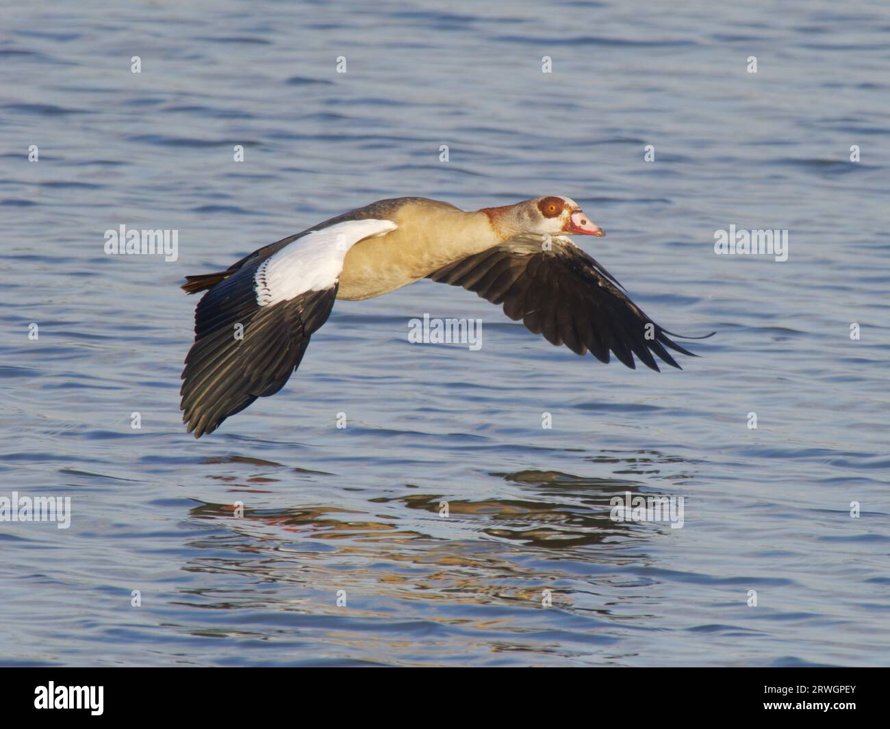 Egyptian Goose – coming in to land Alopochen aegyptiaca Abberton ...