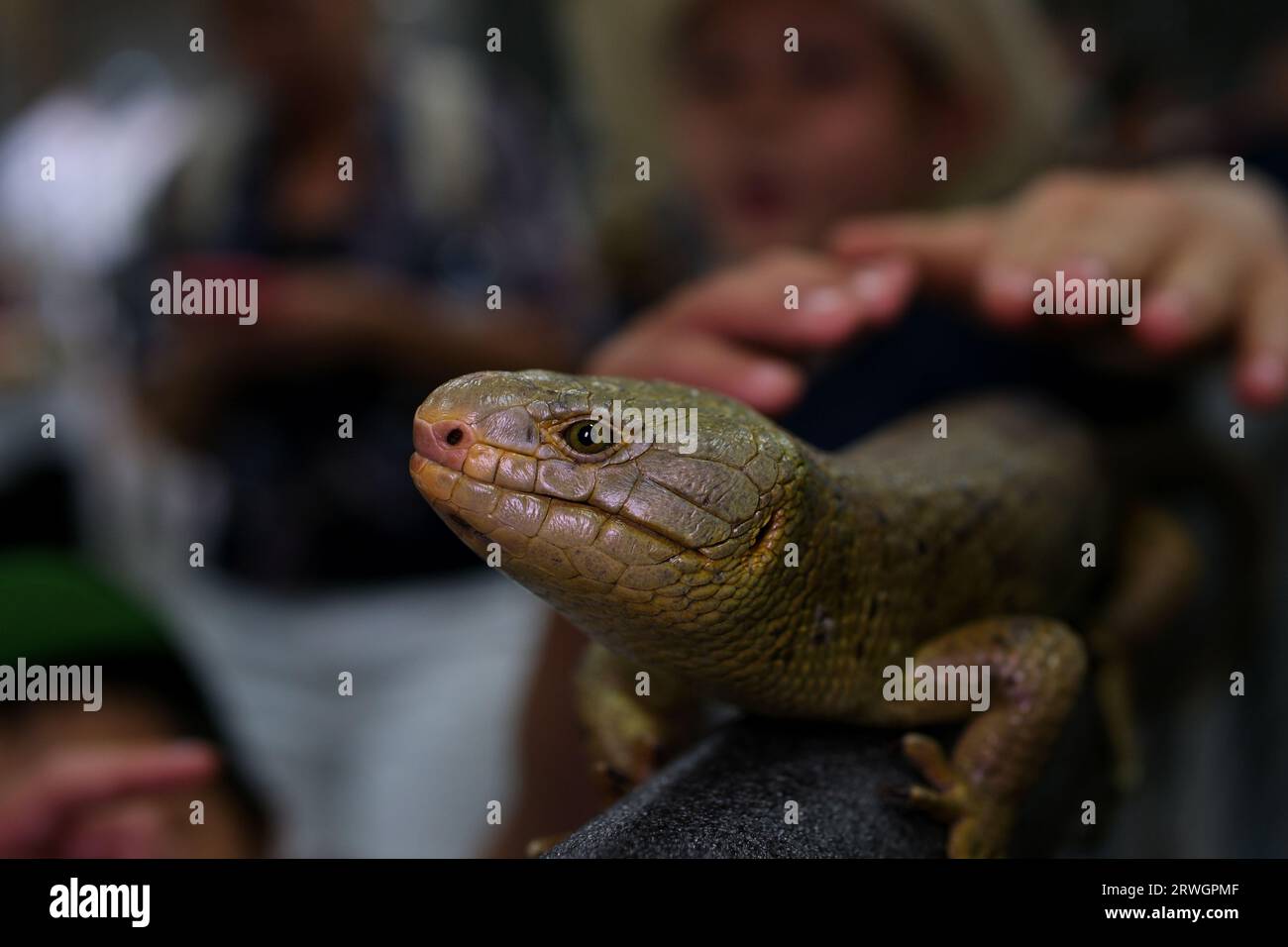 The Solomon Islands skink on white background. High quality photo Stock ...