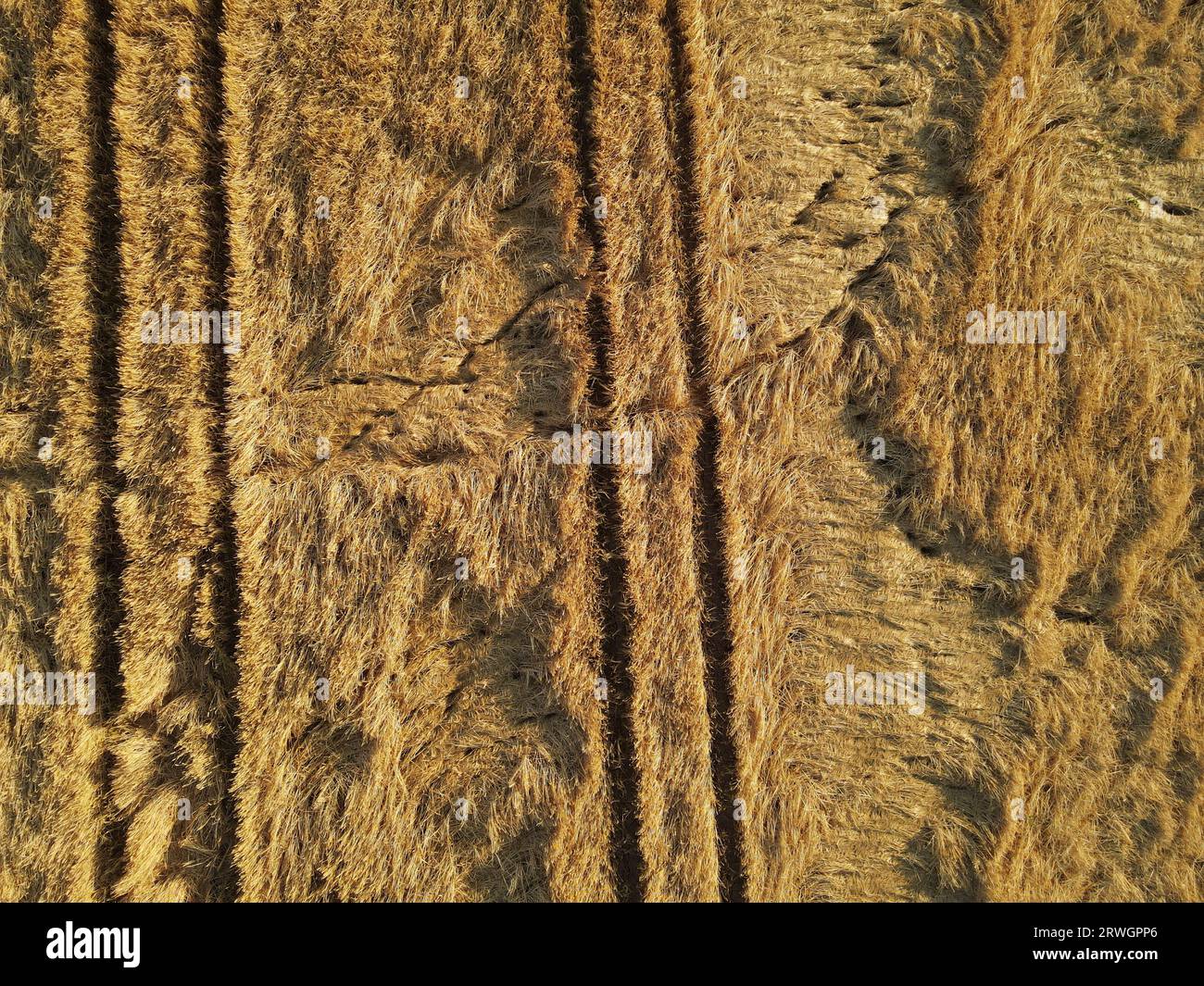 Wheat crops damaged hi-res stock photography and images - Alamy