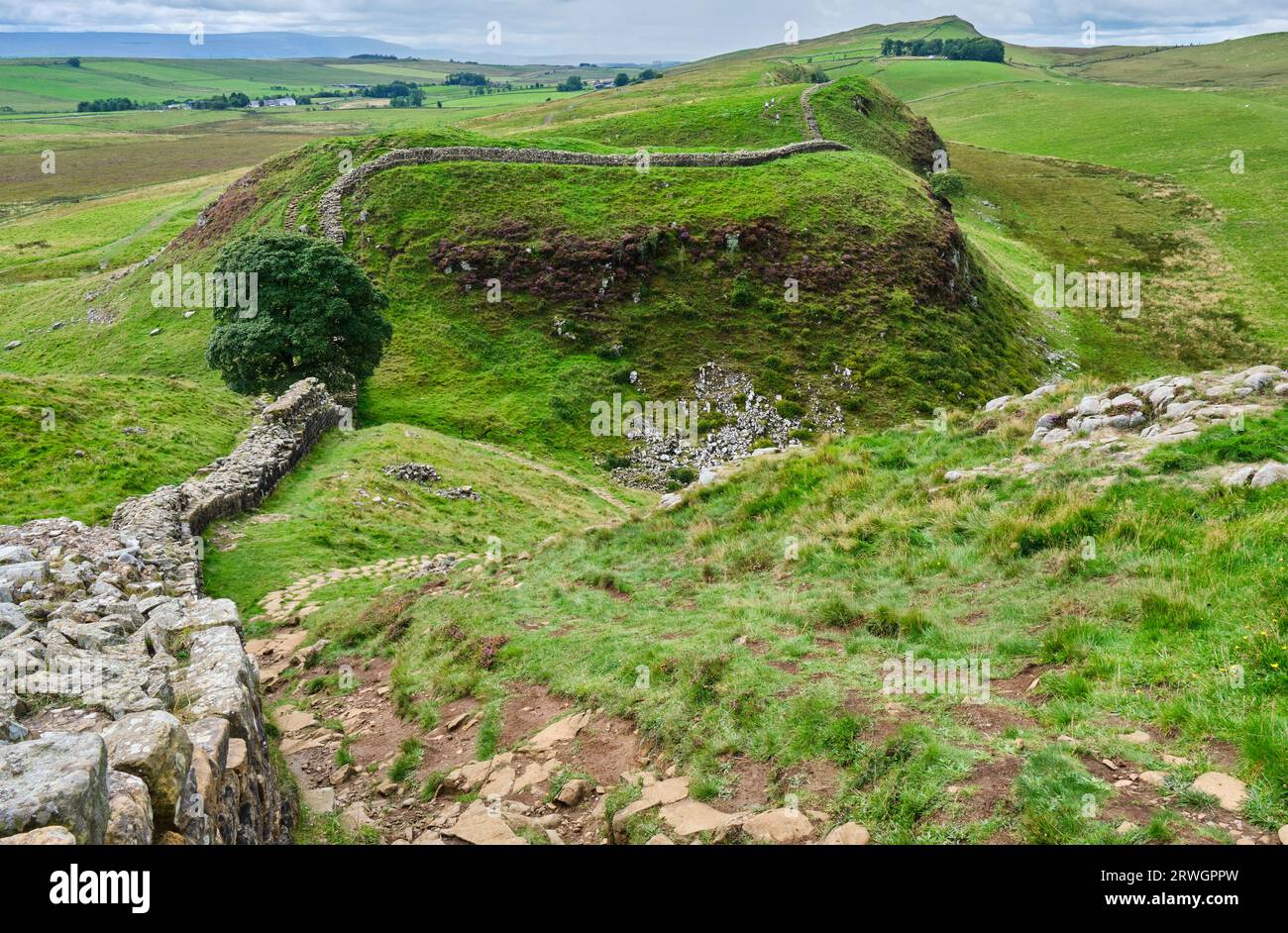Sycamore Tree in Sycamore Gap on Hadrian's Wall beside Hadrian's Wall ...