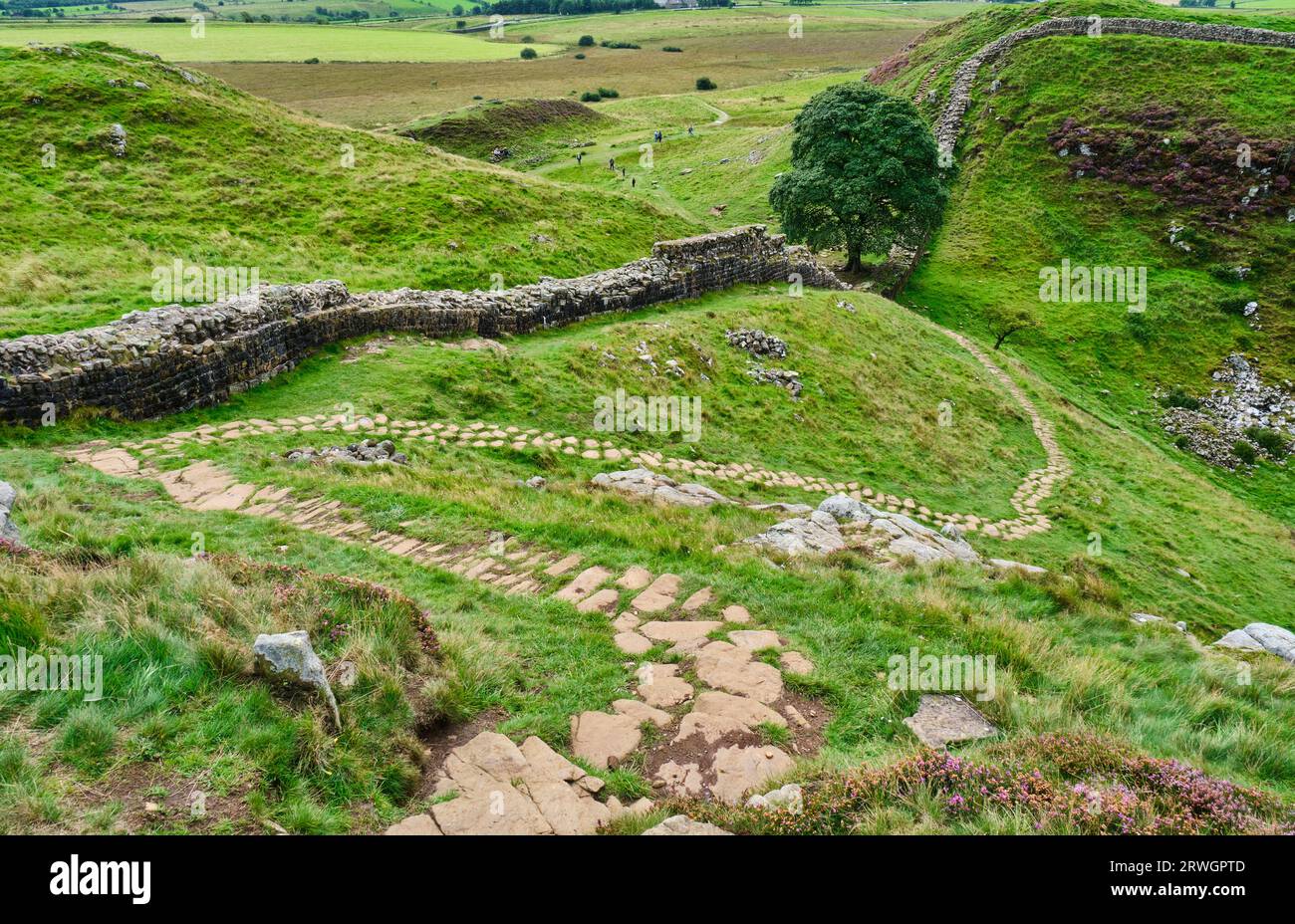 Sycamore Tree in Sycamore Gap on Hadrian's Wall beside Hadrian's Wall ...