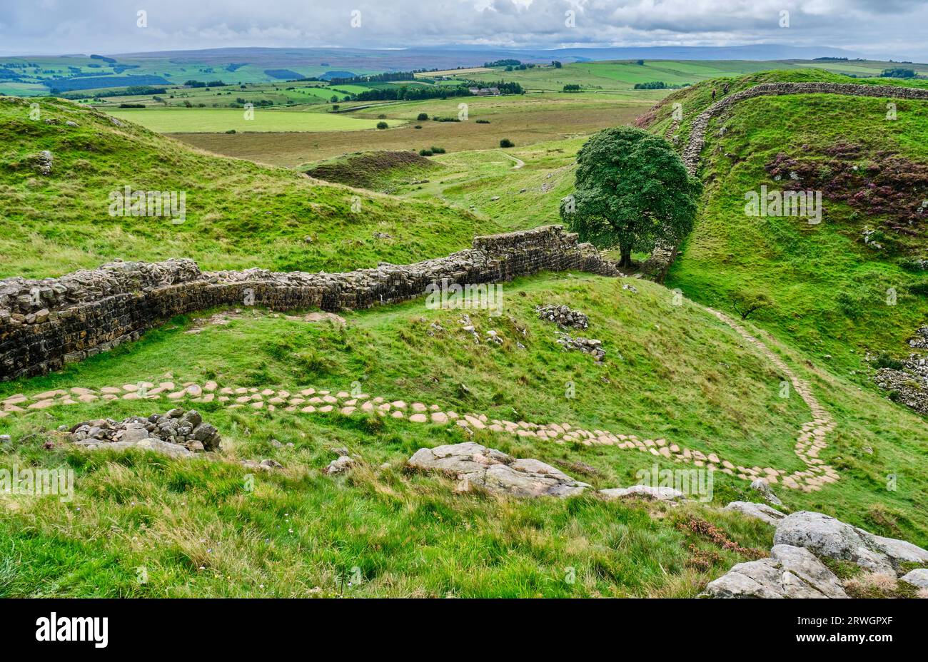 Sycamore Tree in Sycamore Gap on Hadrian's Wall beside Hadrian's Wall ...