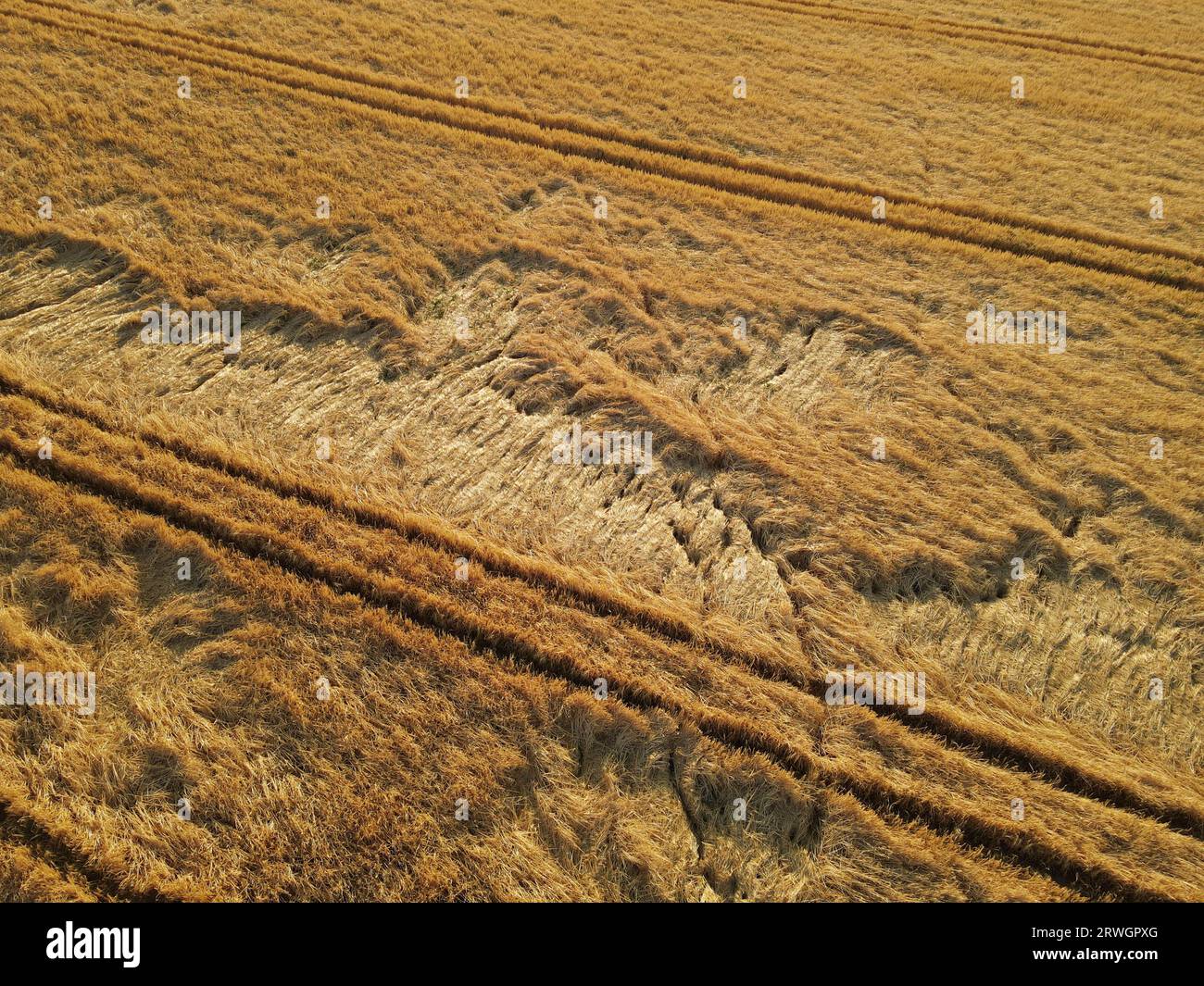Damaged gold colored crop field in the countryside from above Stock ...