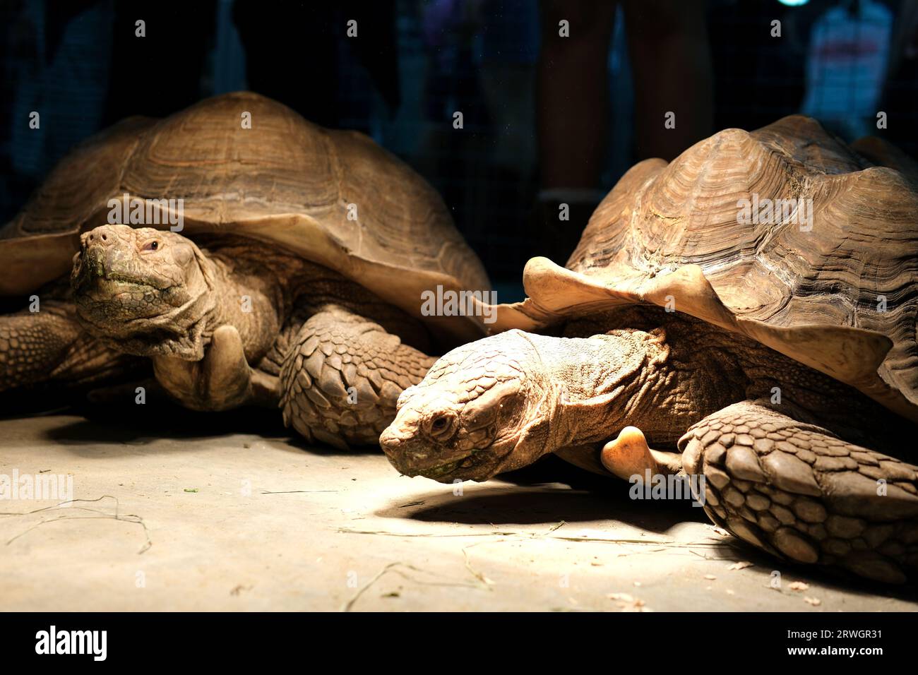 A spur-bearing turtle Latin Centrochelys sulcata with a beautiful shell ...