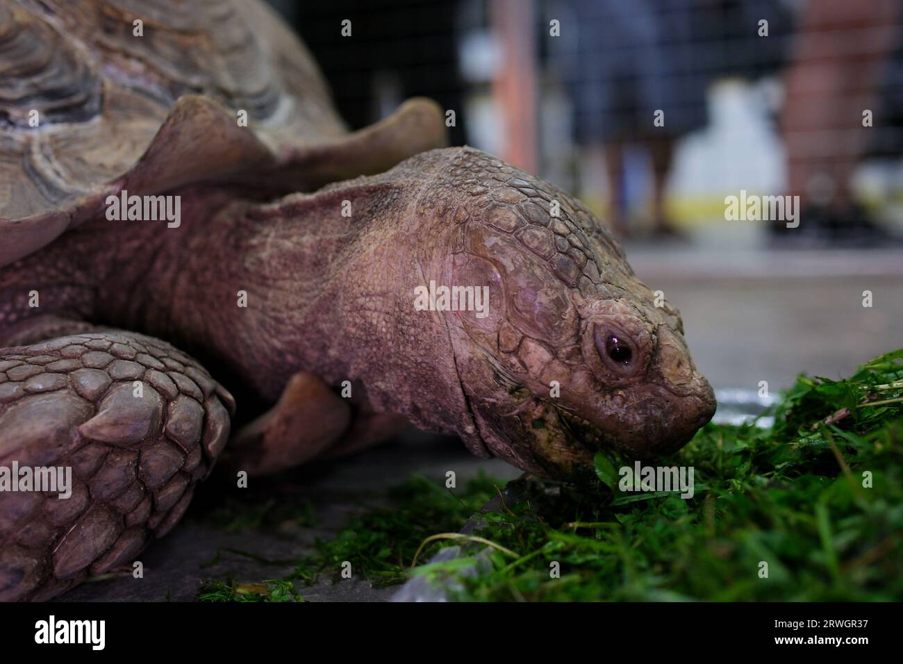 A spur-bearing turtle Latin Centrochelys sulcata with a beautiful shell ...