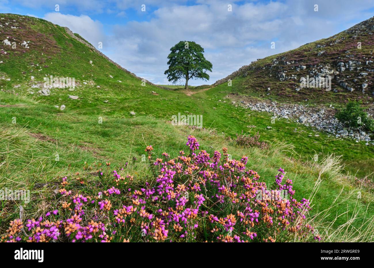 Sycamore Tree in Sycamore Gap on Hadrian's Wall beside Hadrian's Wall ...