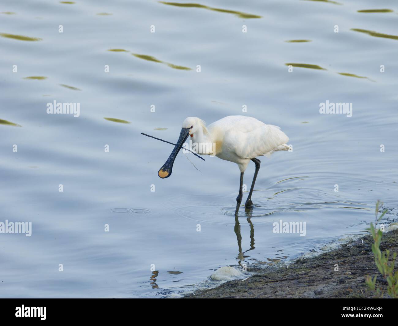 Eurasian Spoonbill – collecting sticks for nest Platalea leucorodia ...