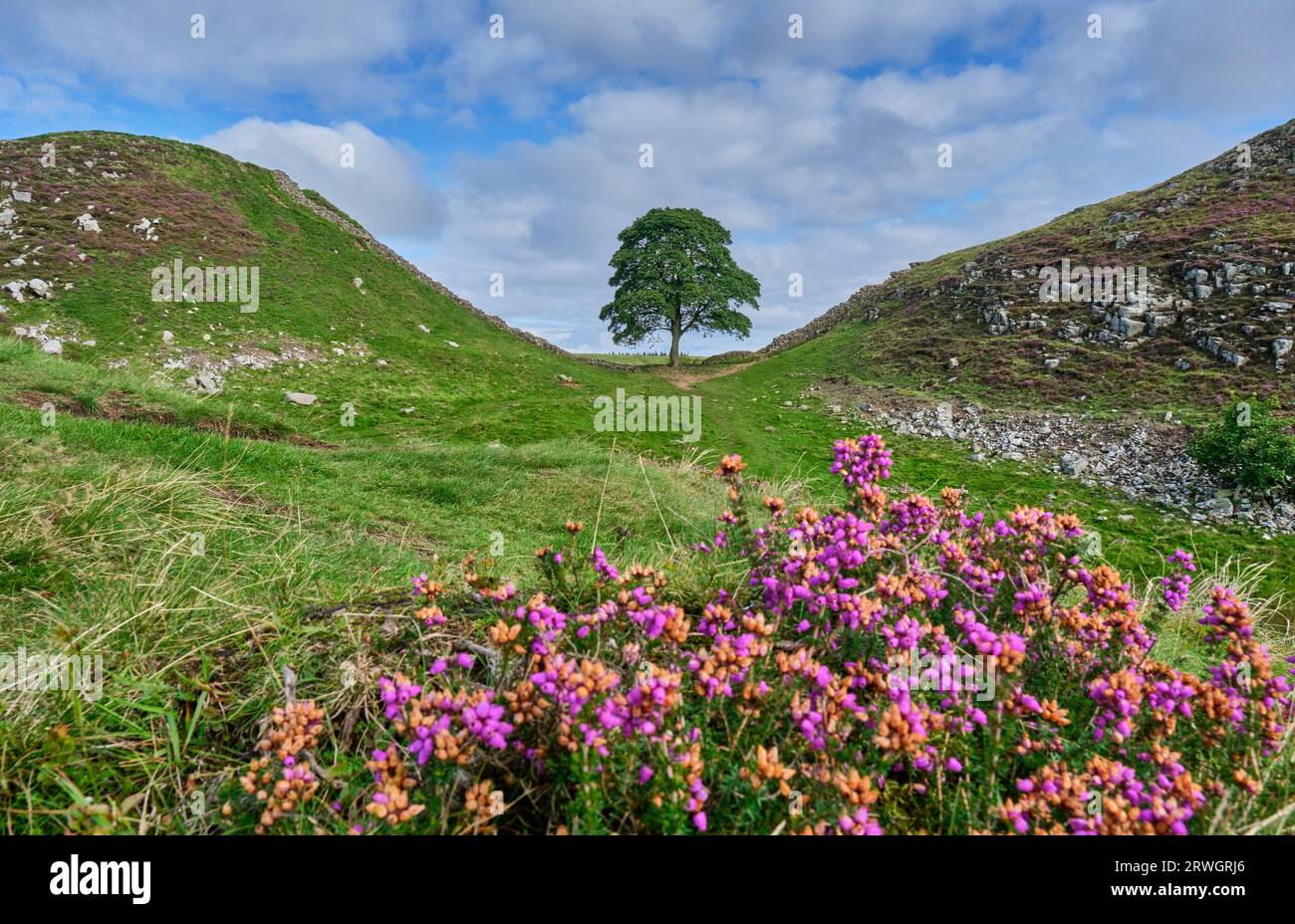 Sycamore Tree in Sycamore Gap on Hadrian's Wall beside Hadrian's Wall ...