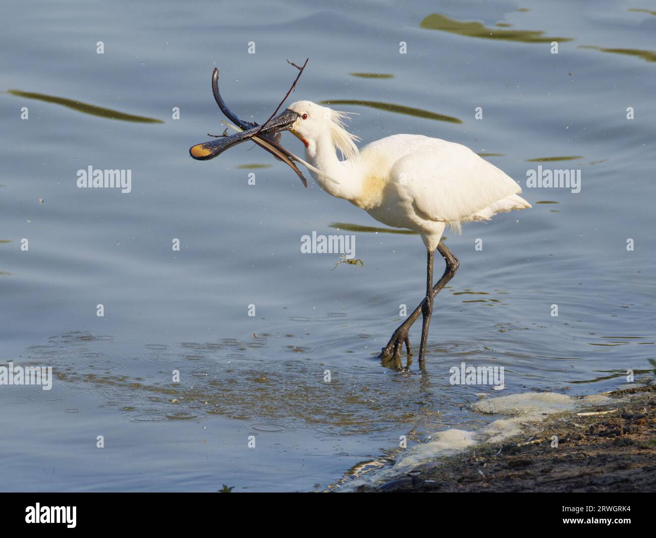 Eurasian Spoonbill – collecting sticks for nest Platalea leucorodia ...