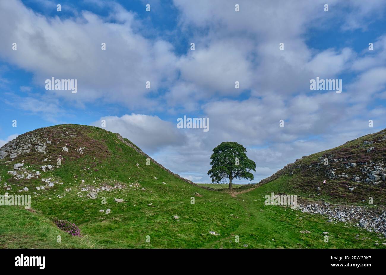 Sycamore Tree in Sycamore Gap on Hadrian's Wall beside Hadrian's Wall ...