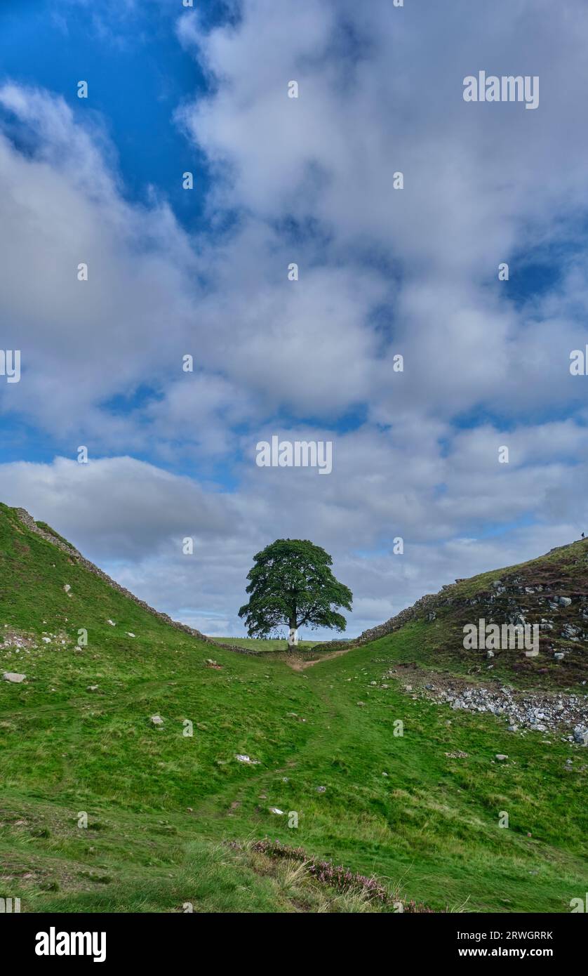 Sycamore Tree in Sycamore Gap on Hadrian's Wall beside Hadrian's Wall ...