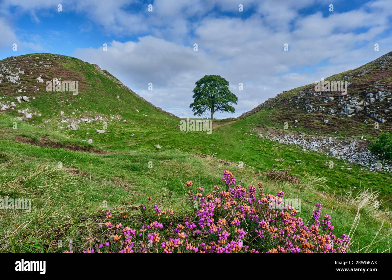 Sycamore Tree in Sycamore Gap on Hadrian's Wall beside Hadrian's Wall ...