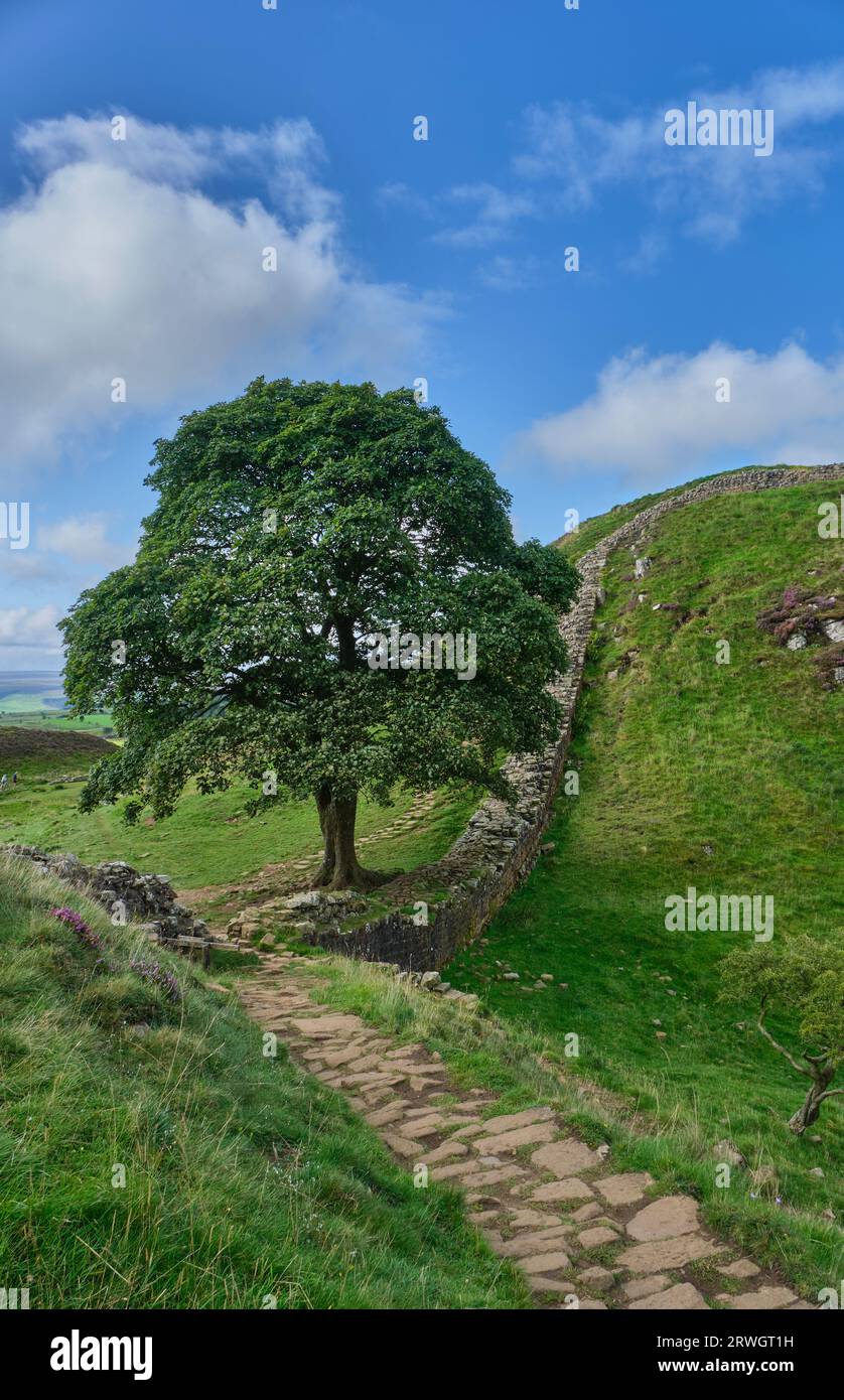 Sycamore Tree in Sycamore Gap on Hadrian's Wall beside Hadrian's Wall ...