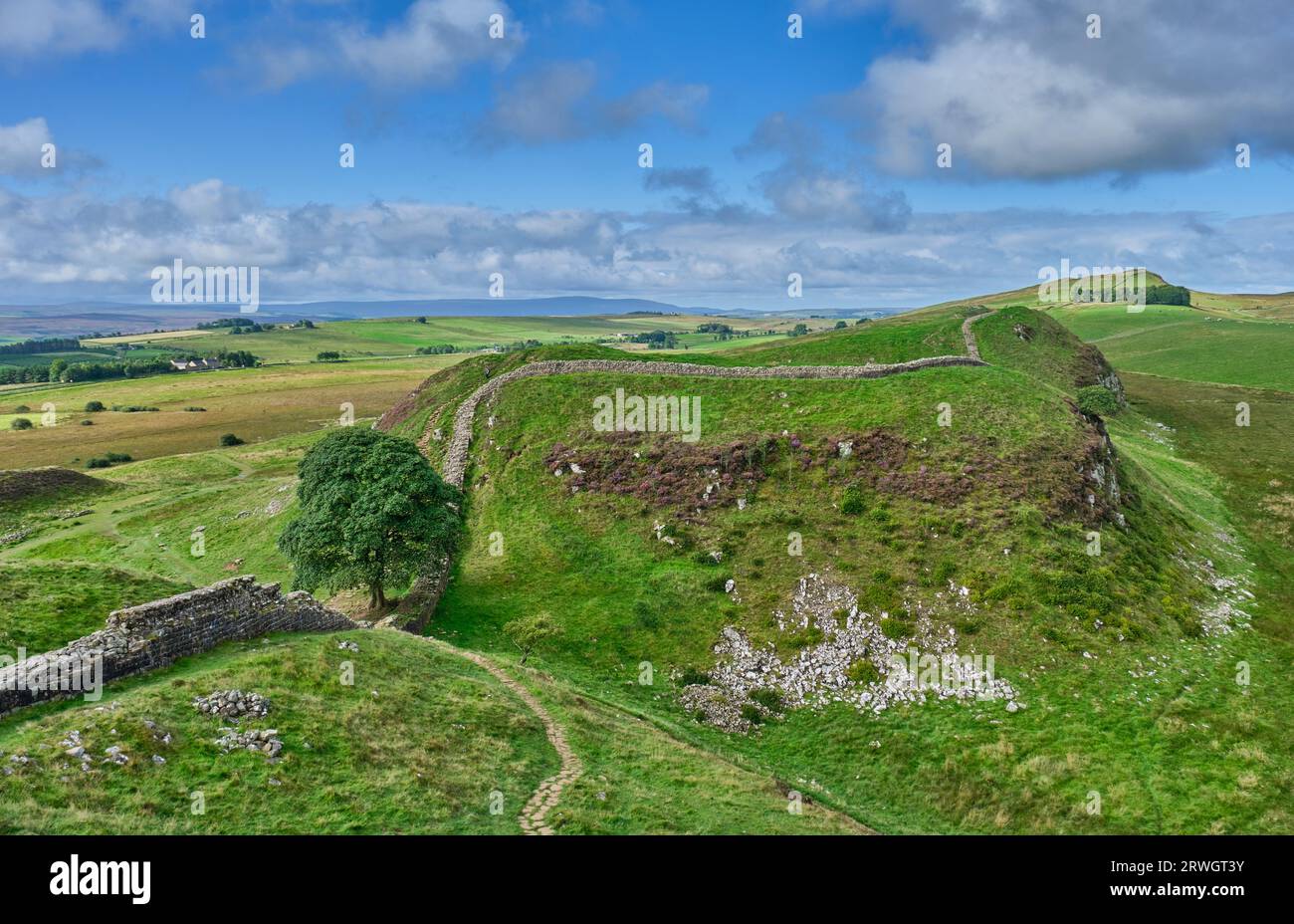 Sycamore Tree in Sycamore Gap on Hadrian's Wall beside Hadrian's Wall ...