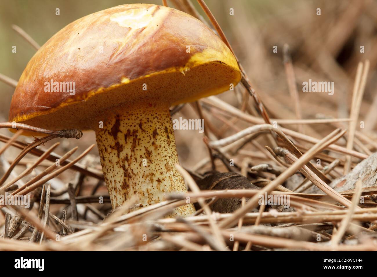 Suillus granulatus mushroom between pine leaves in the undergrowth of ...
