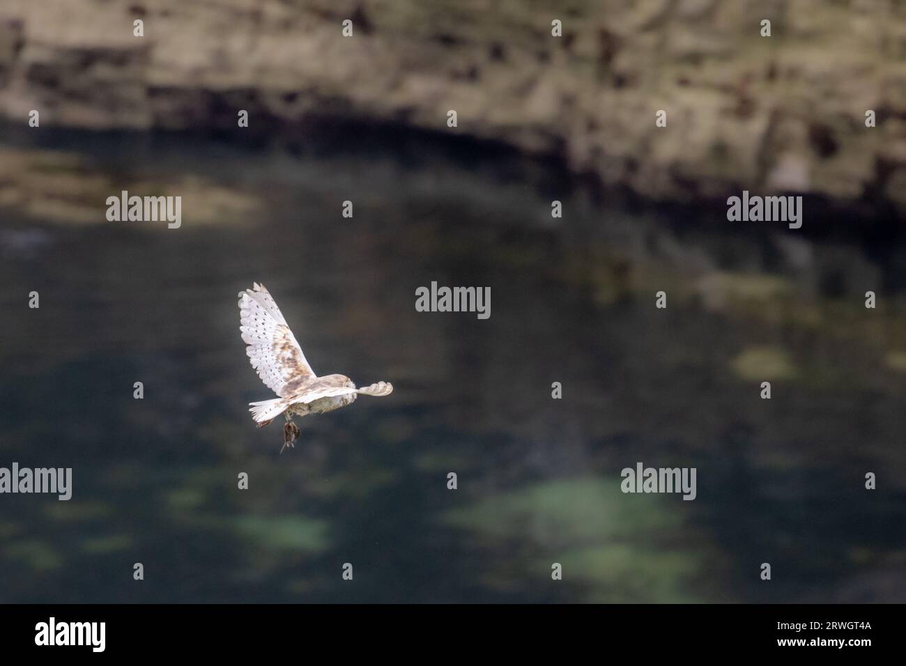 Barn owl (Tyto alba) flying over the sea carrying a vole at Selwicks ...