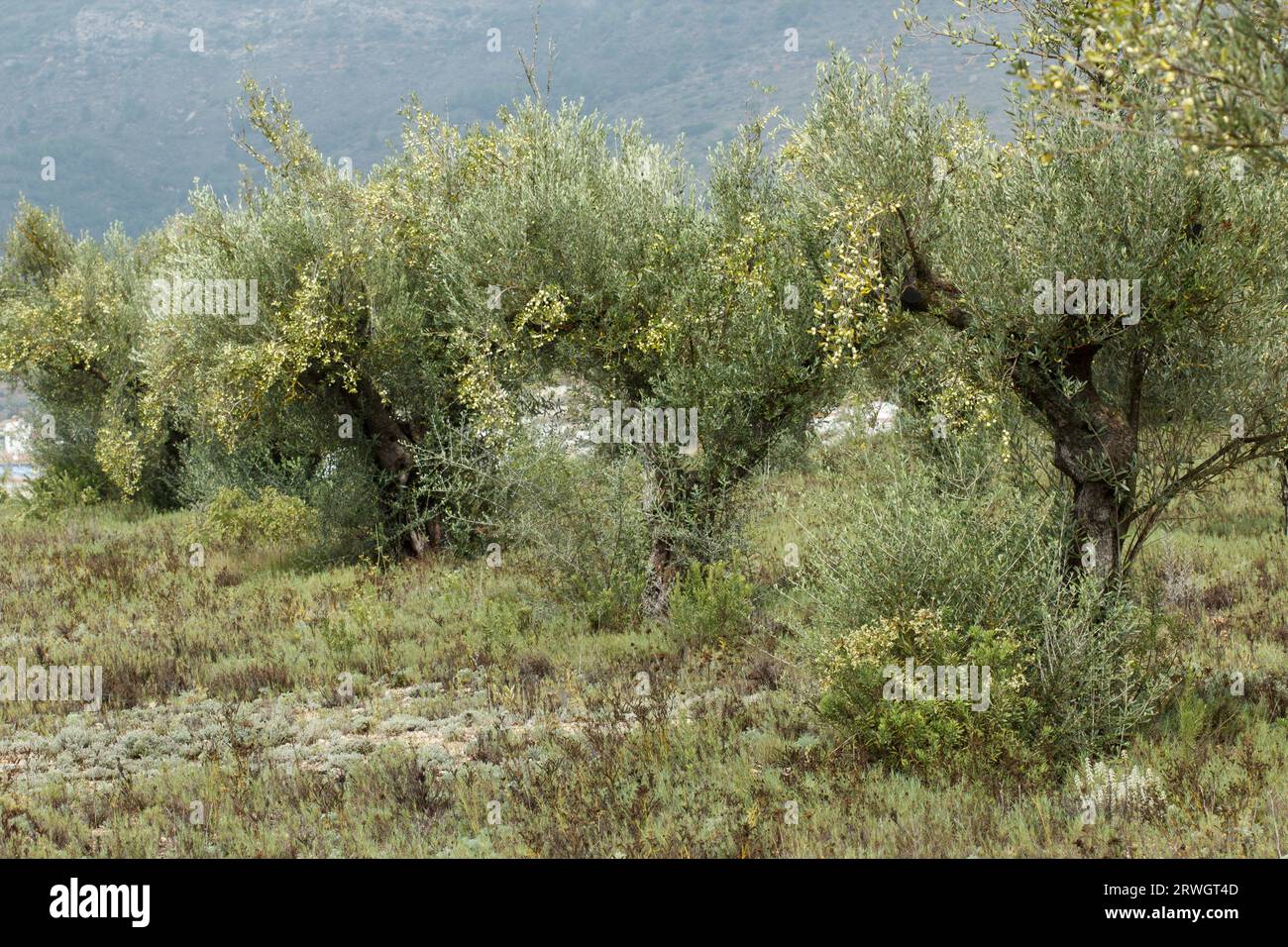 Olive tree cultivation hi-res stock photography and images - Alamy