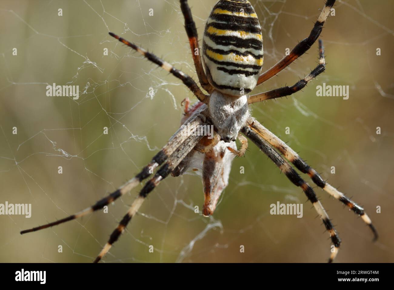 Tiger spider hi-res stock photography and images - Alamy