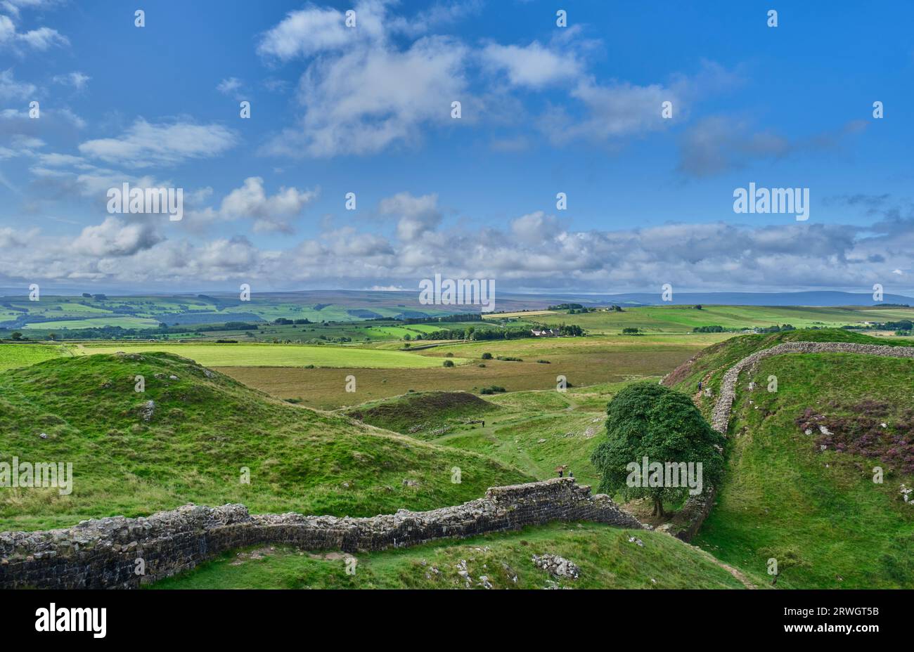 Sycamore Tree in Sycamore Gap on Hadrian's Wall beside Hadrian's Wall ...