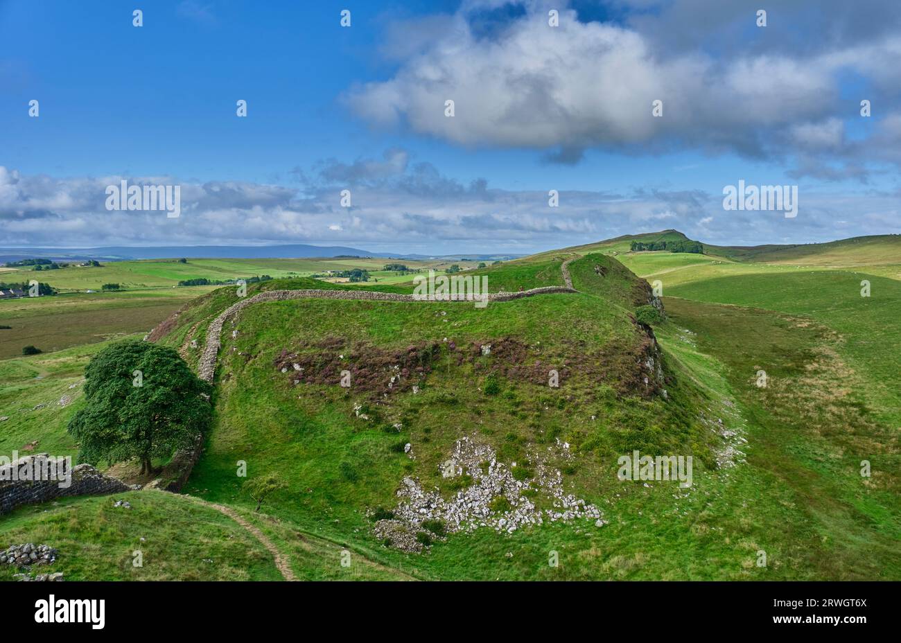Sycamore Tree in Sycamore Gap on Hadrian's Wall beside Hadrian's Wall ...