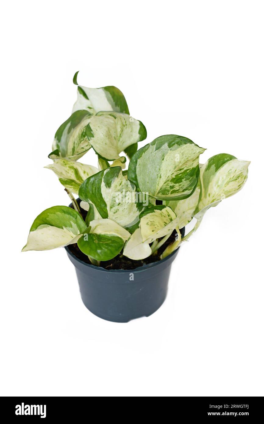 Exotic 'Epipremnum Aureum Manjula' pothos houseplant in flower pot on ...