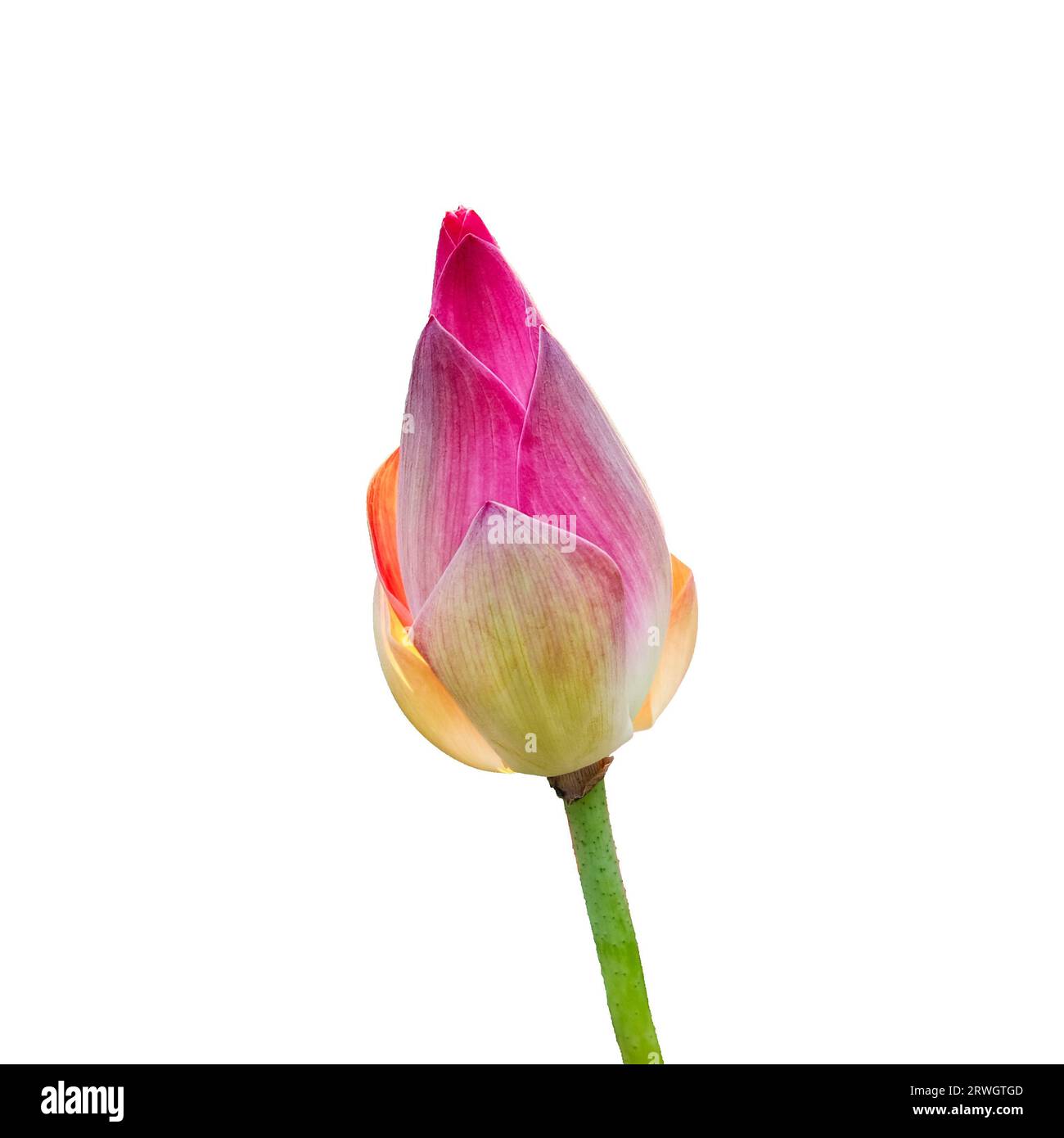 Single Closed Flower Bud