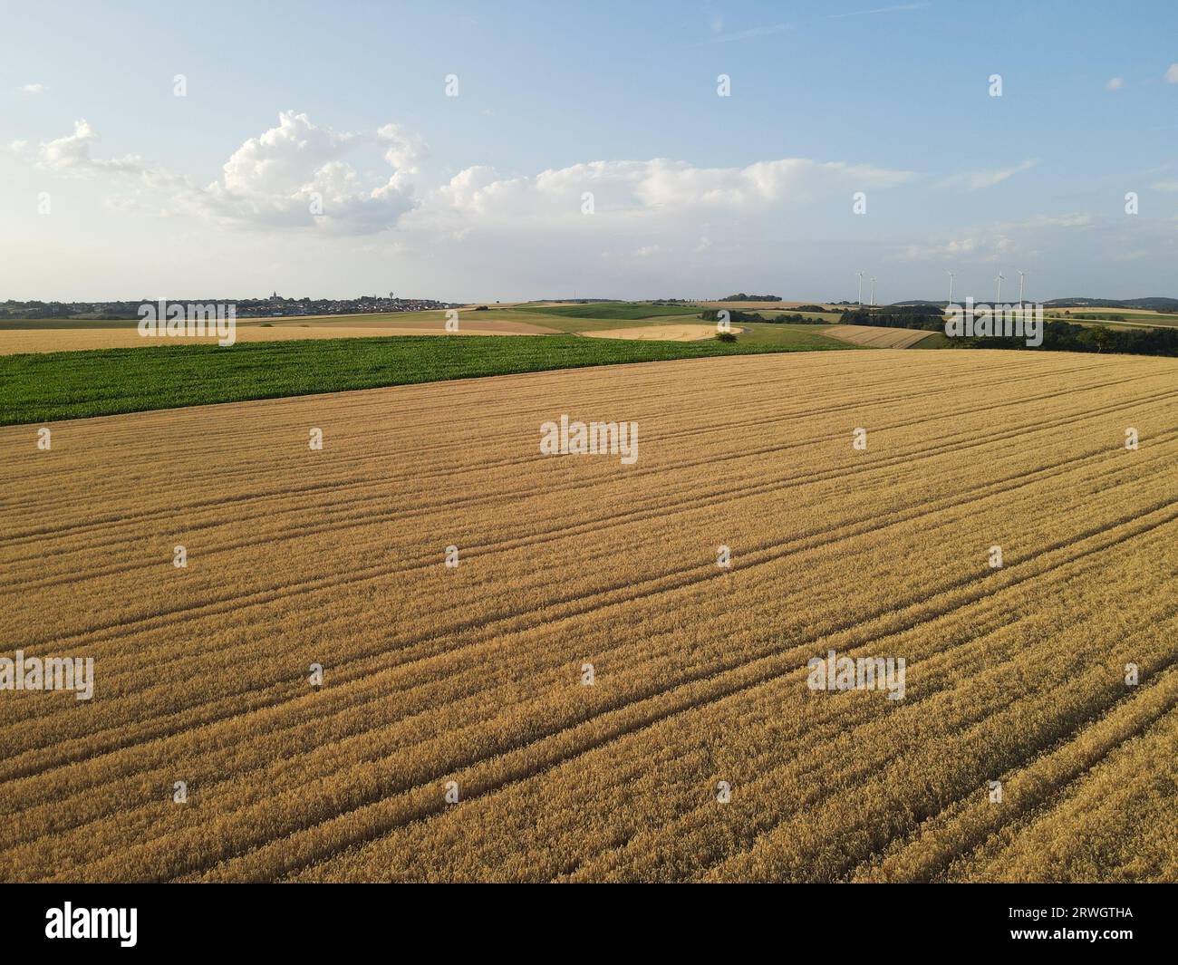 Ripe gold colored crop fields in the countryside in summer from above ...