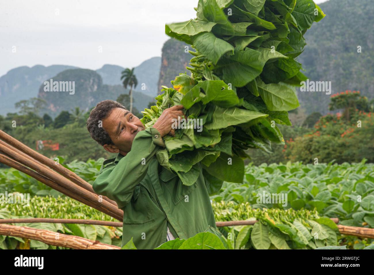 The farm hand hi-res stock photography and images - Alamy