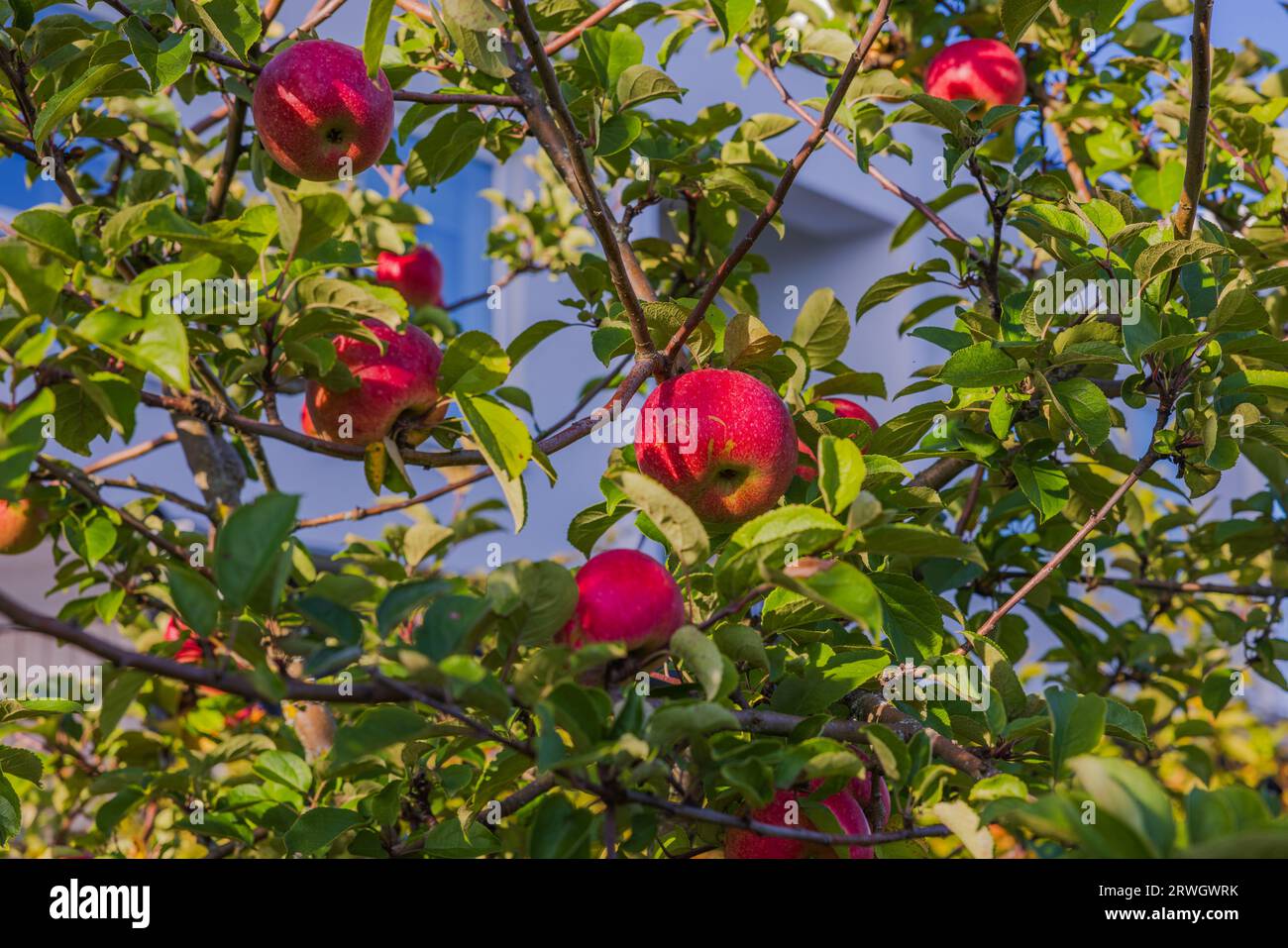 View of red rape apples on apple tree. Nature backgrounds concept Stock ...