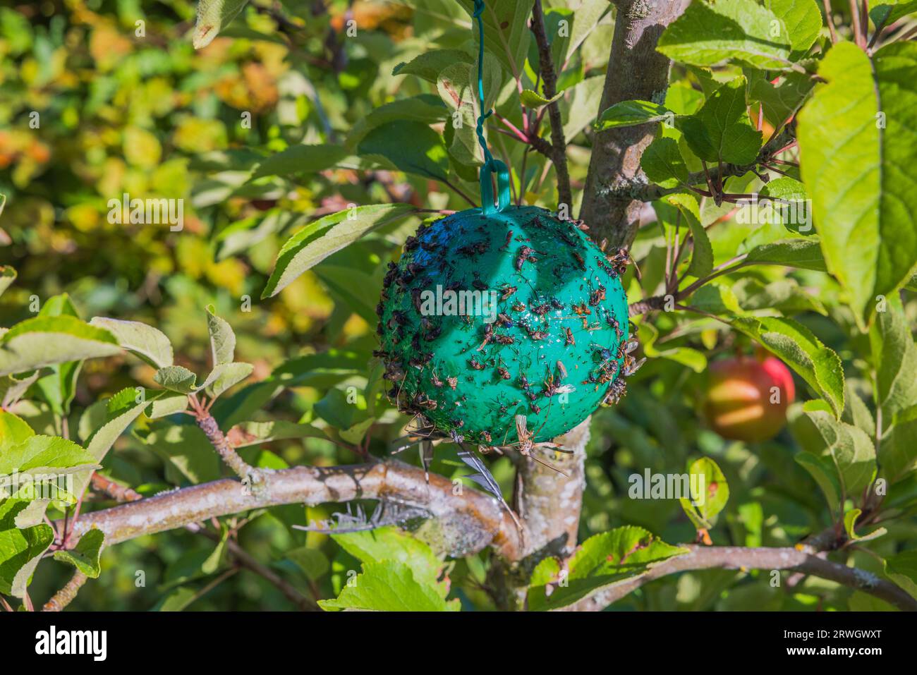 Insects catcher hi-res stock photography and images - Alamy