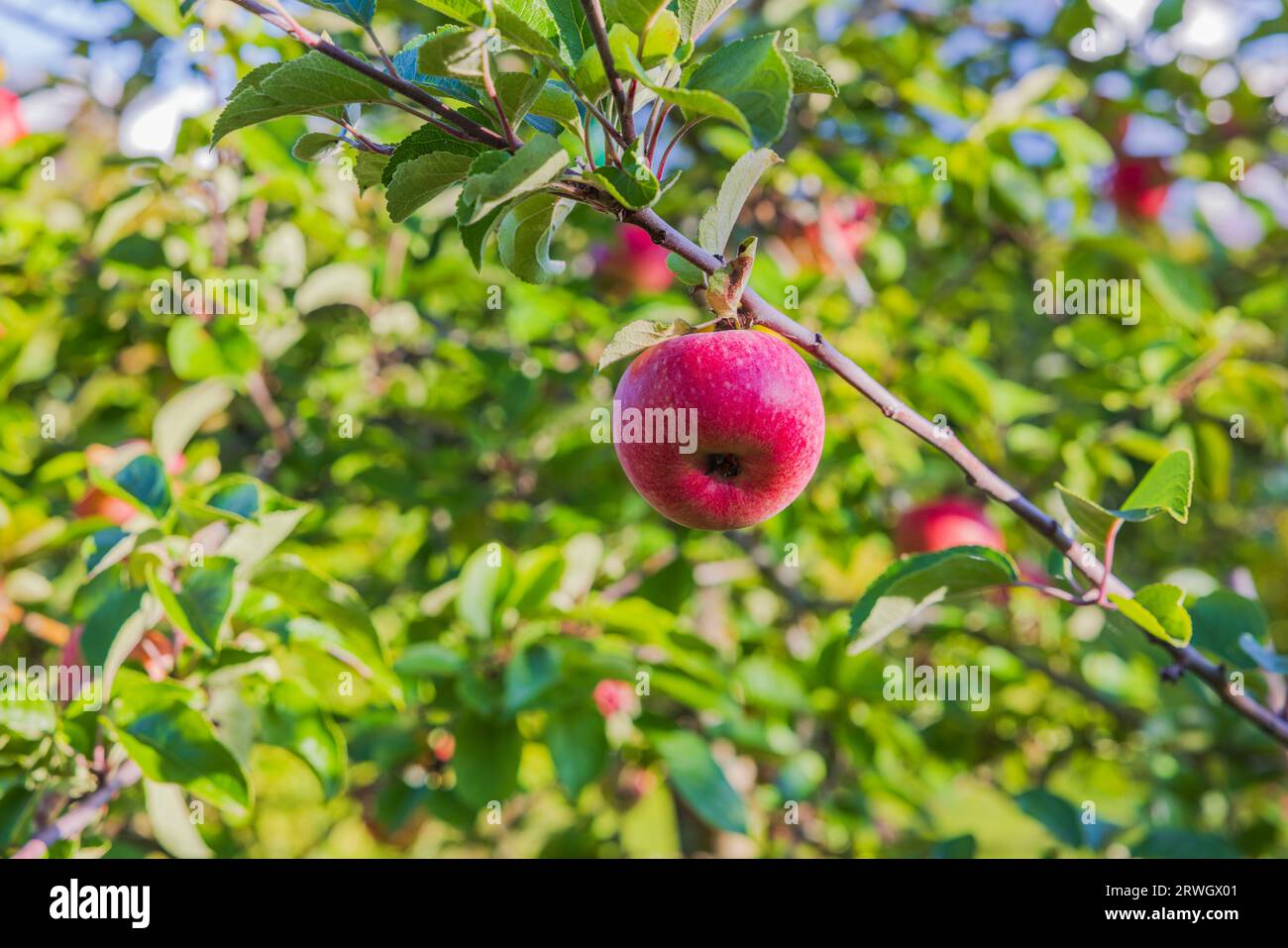 Beautiful view of red rape apple in focus on blurred green leaves ...